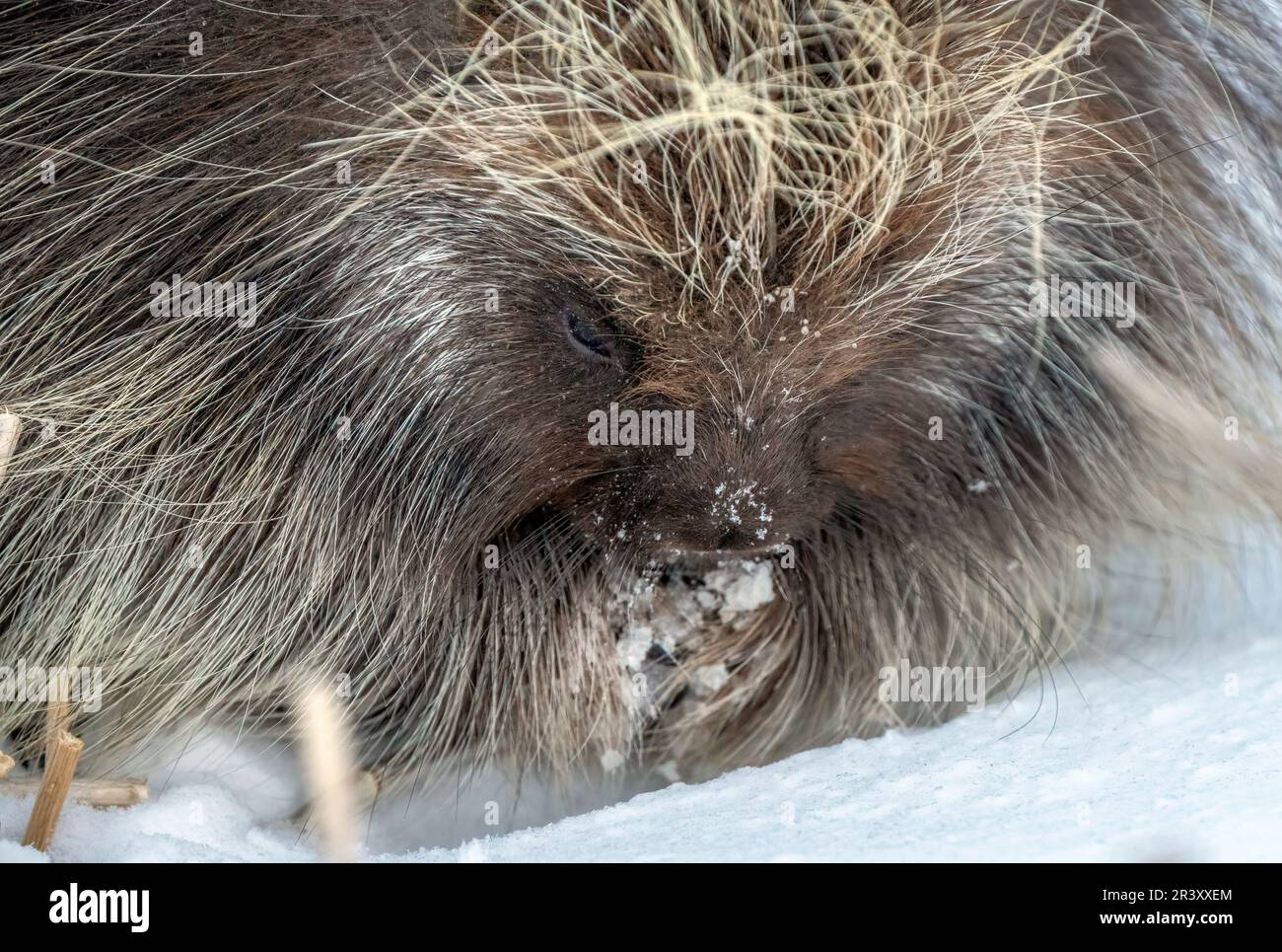 Porcupine Saskatchewan Canada Stock Photo - Alamy