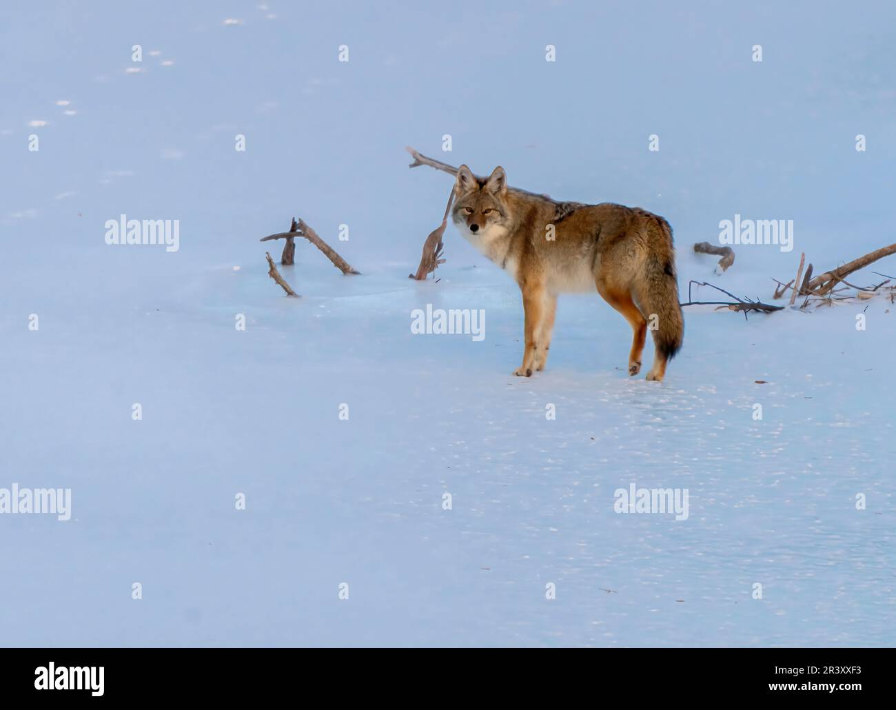 Coyote wild hi-res stock photography and images - Alamy