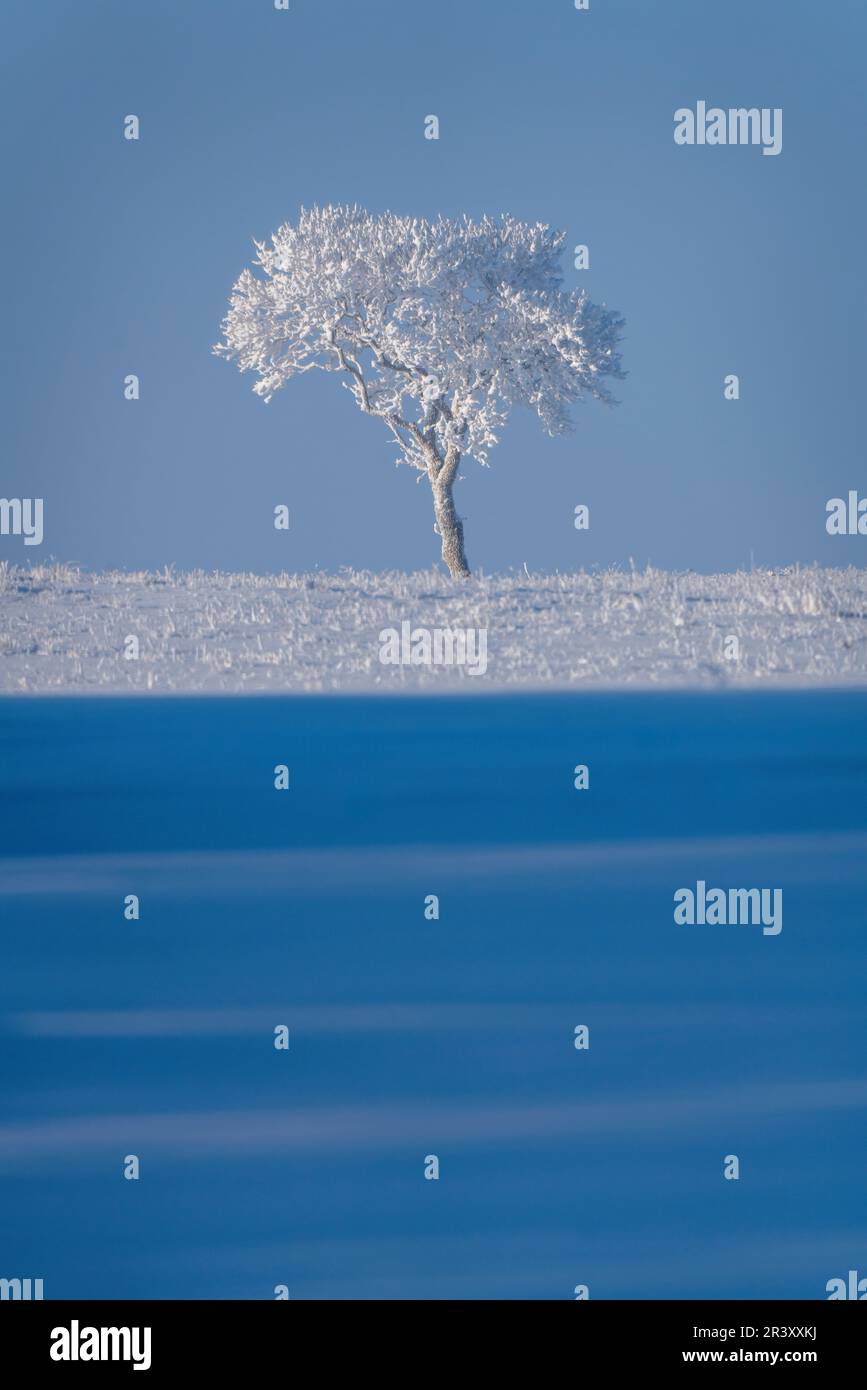 Lone prairie hi-res stock photography and images - Alamy