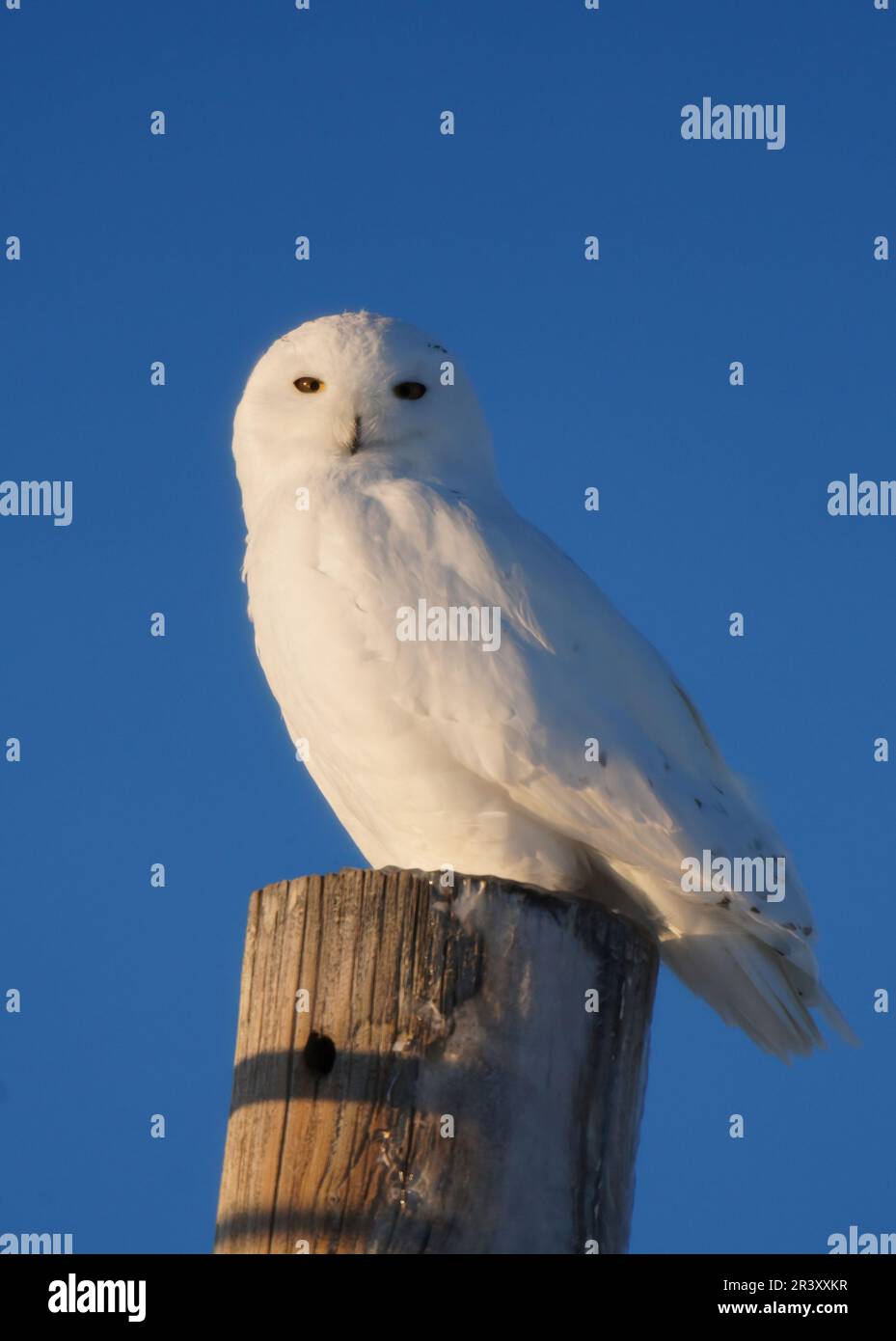 Canada owl hi-res stock photography and images - Alamy