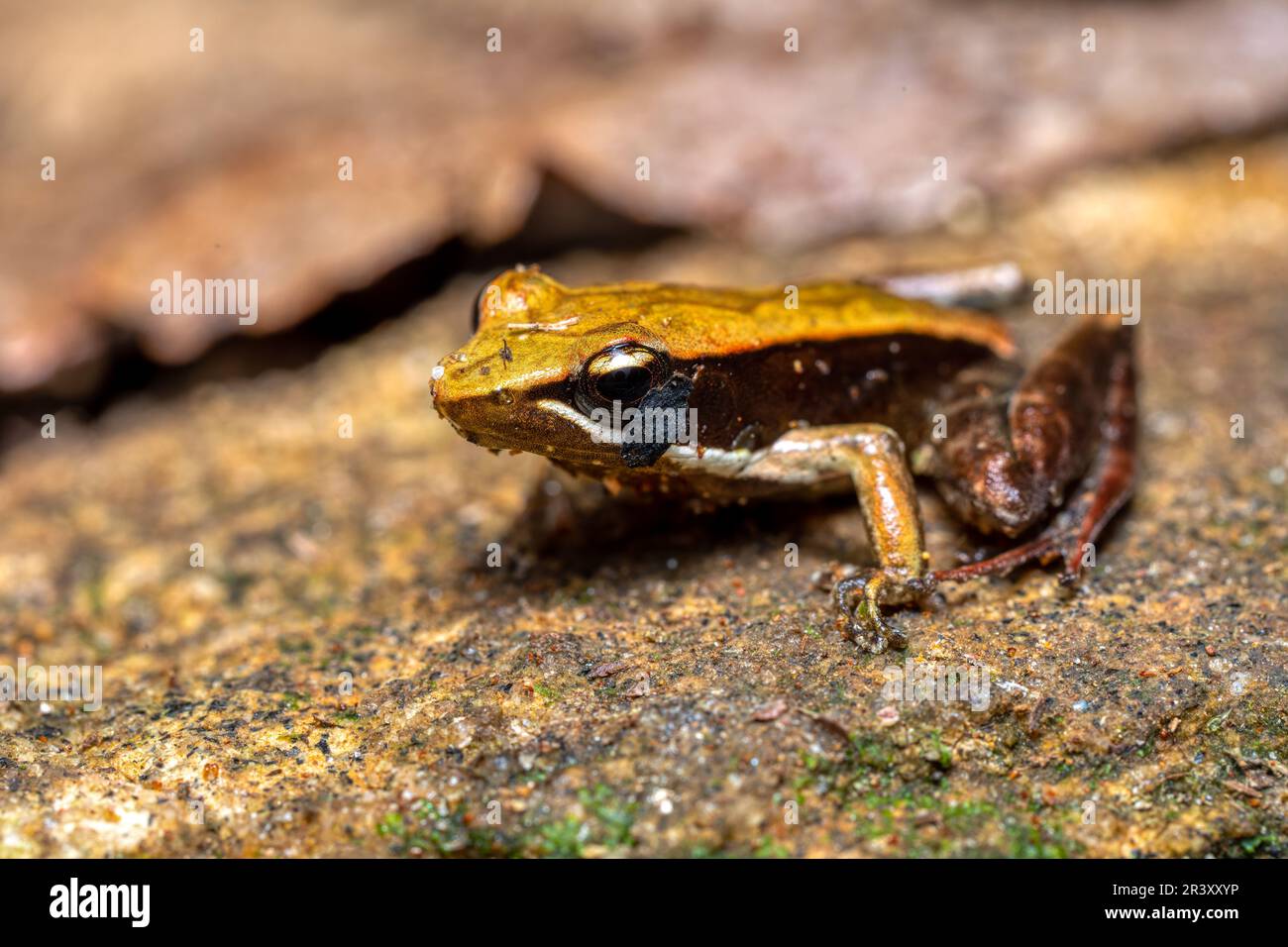 Mantidactylus melanopleura, Andasibe-Mantadia National Park, Madagascar ...