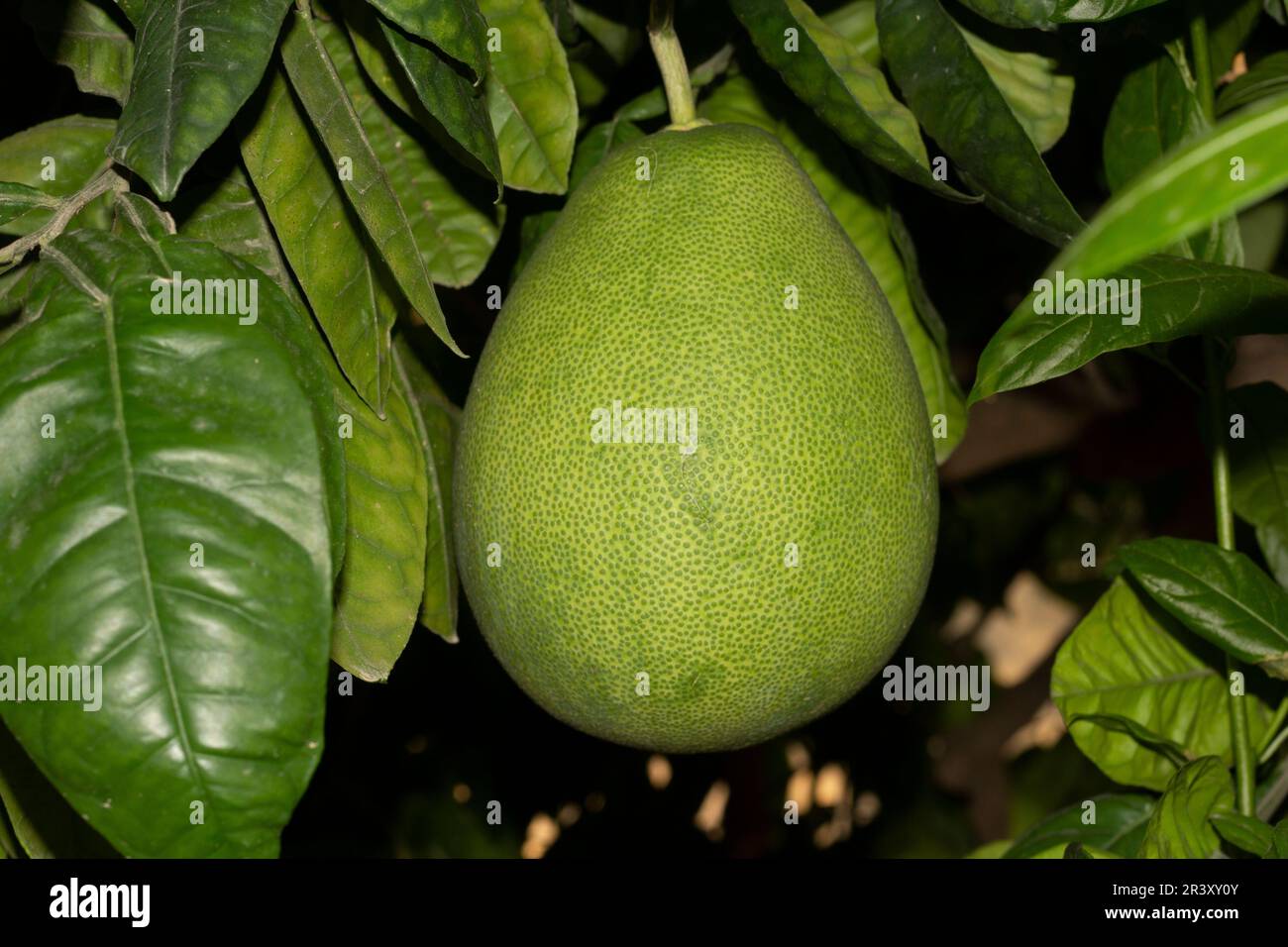 Pummelo or Shaddock (Citrus maxima Merr.) natural (non-hybrid) citrus ...