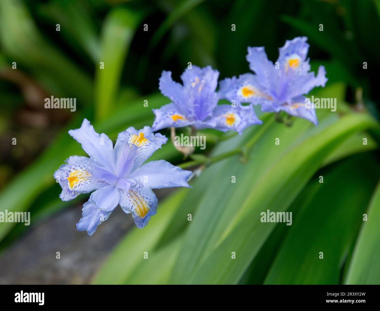 Madeira island in portugal hi-res stock photography and images - Alamy