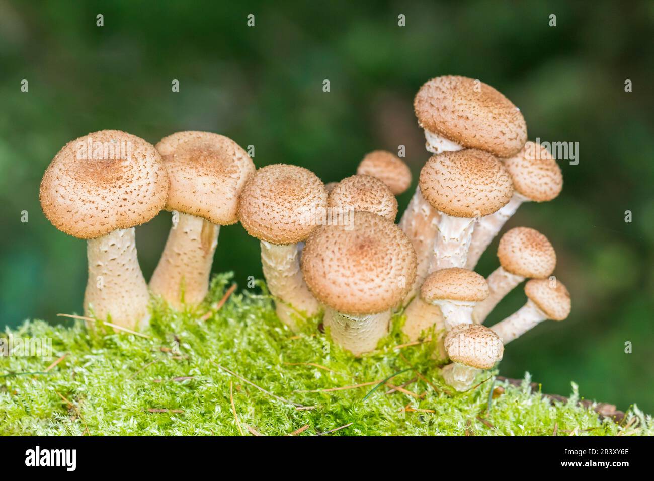 Armillaria solidipes, syn. Armillaria ostoyae, known as honey mushroom ...