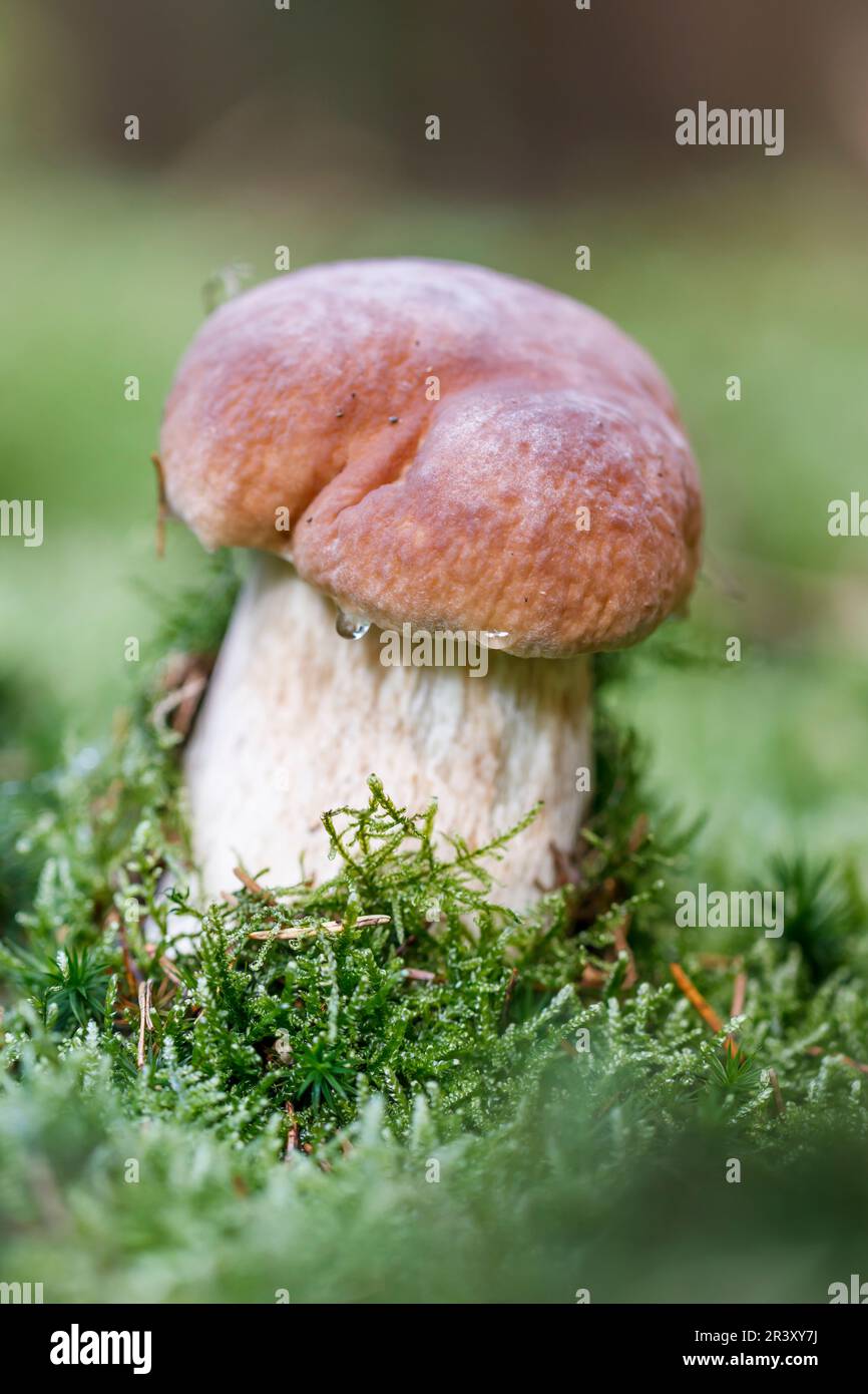 Boletus edulis, known as Penny bun, Cep, Porcino, Porcini, Edible ...