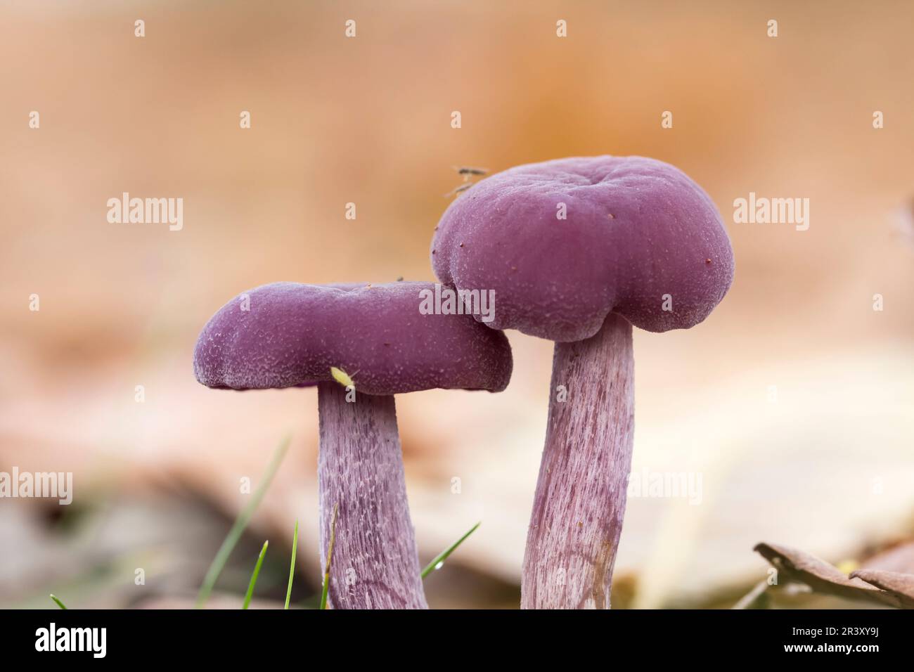 Laccaria amethystea (Laccaria amethystina), known as the Amethyst ...