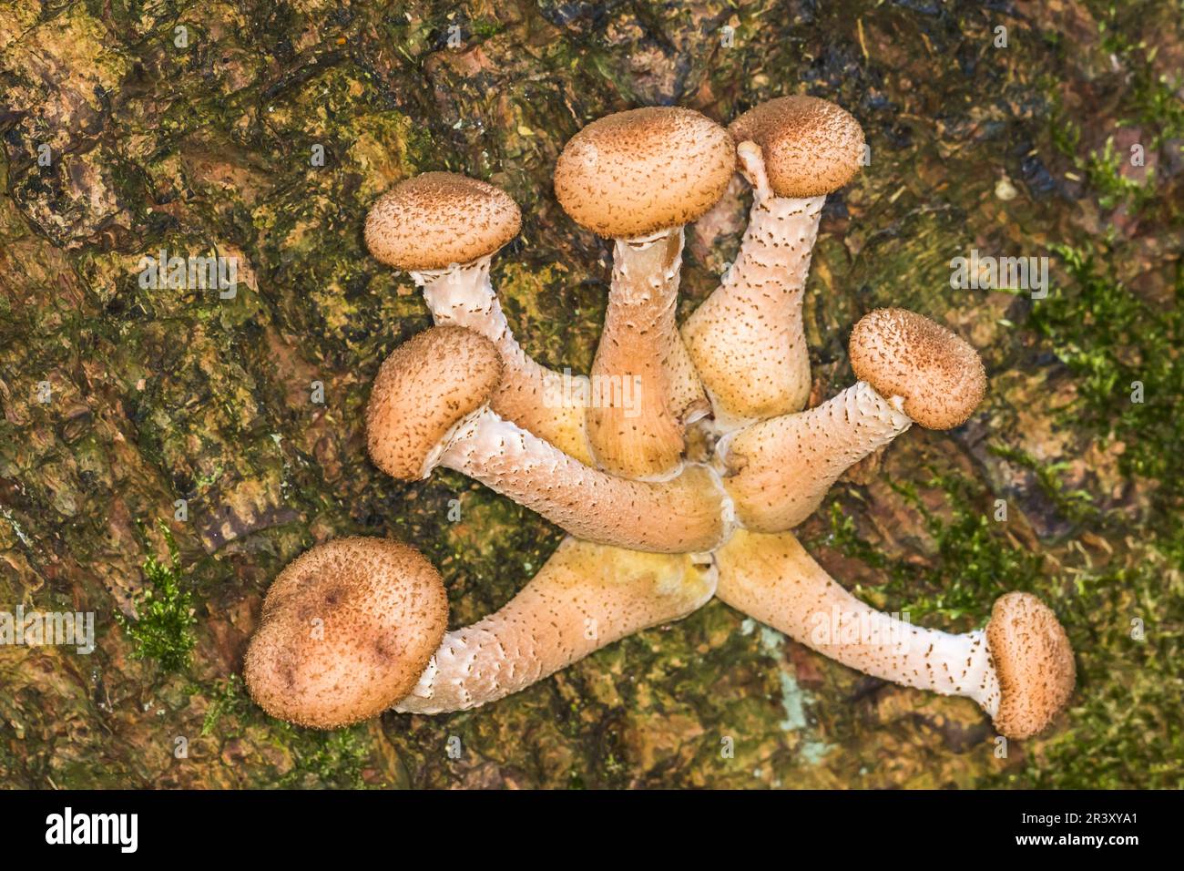 Armillaria solidipes, syn. Armillaria ostoyae, known as honey mushroom ...