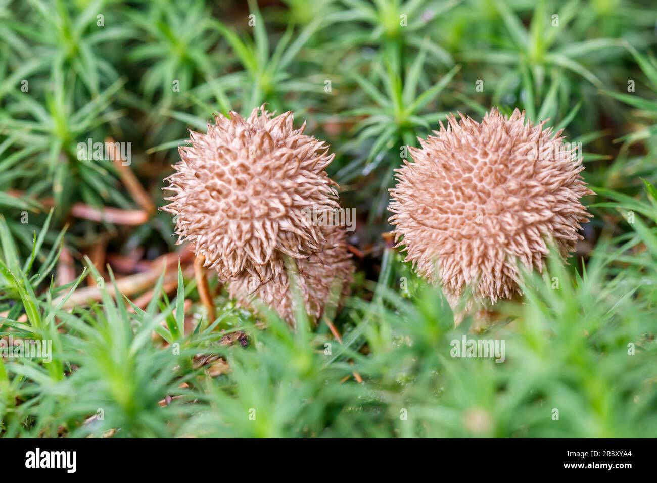 Echinatum hi-res stock photography and images - Alamy