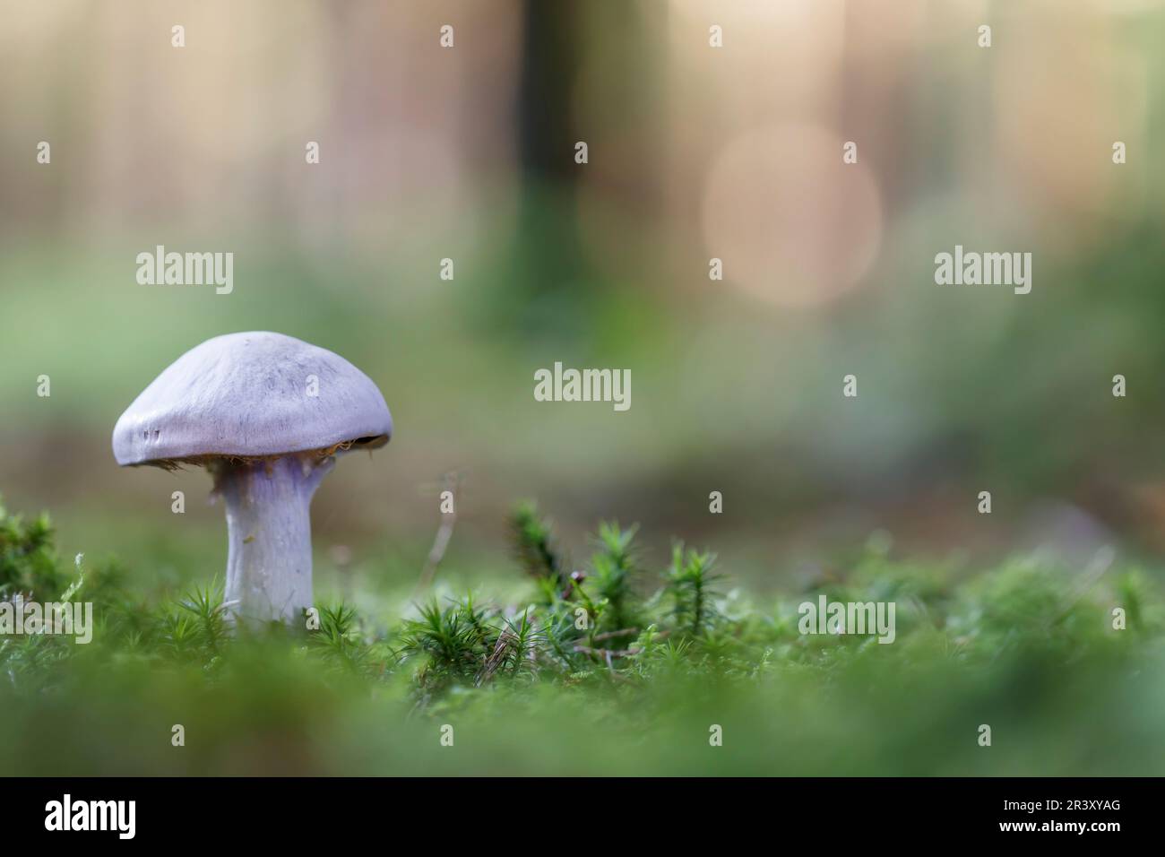 Lepista species hi-res stock photography and images - Alamy