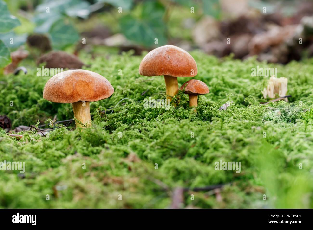 Chalciporus piperatus, syn. Boletus piperatus, known as the Peppery ...