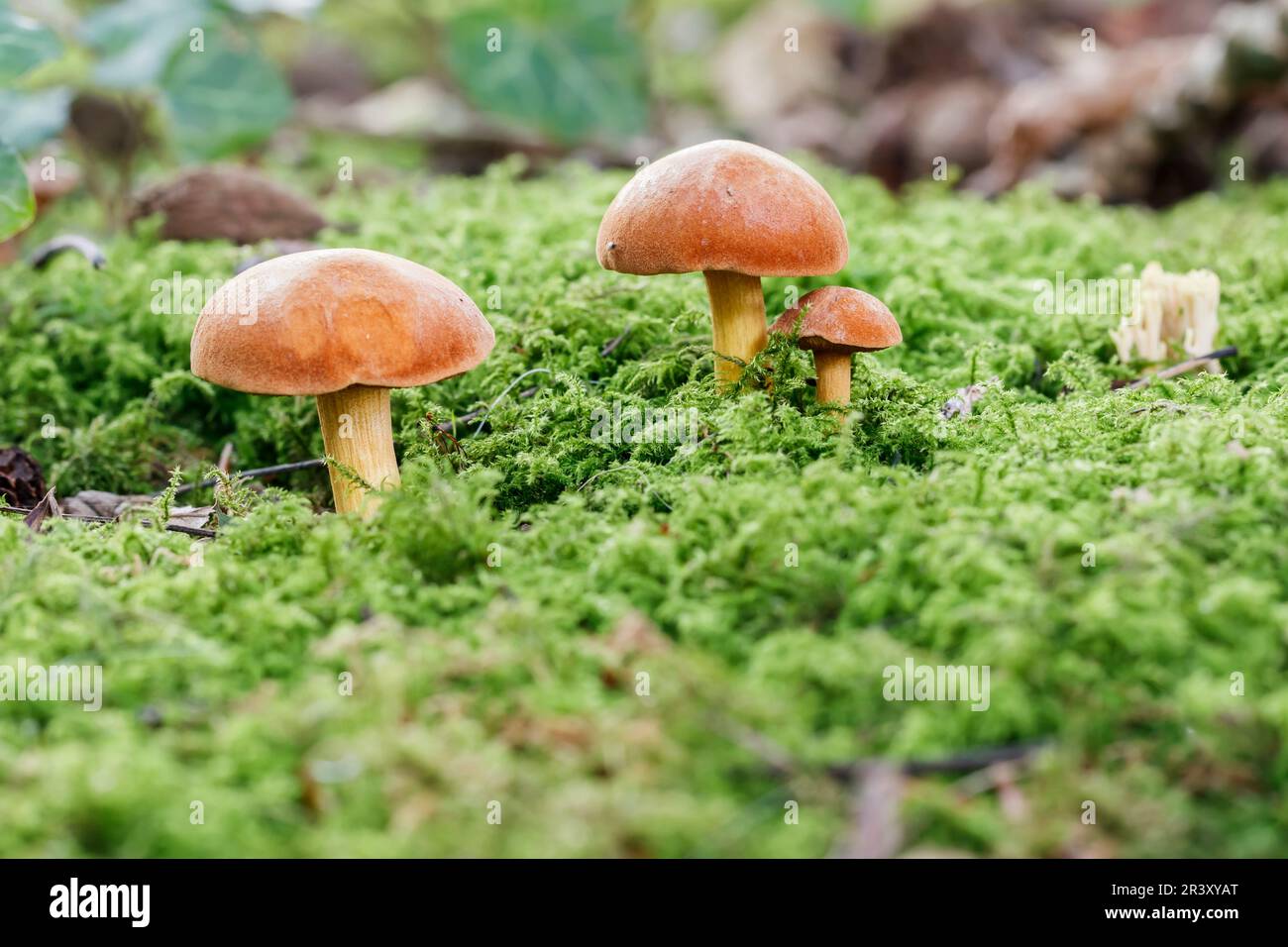 Chalciporus piperatus, syn. Boletus piperatus, known as the Peppery ...