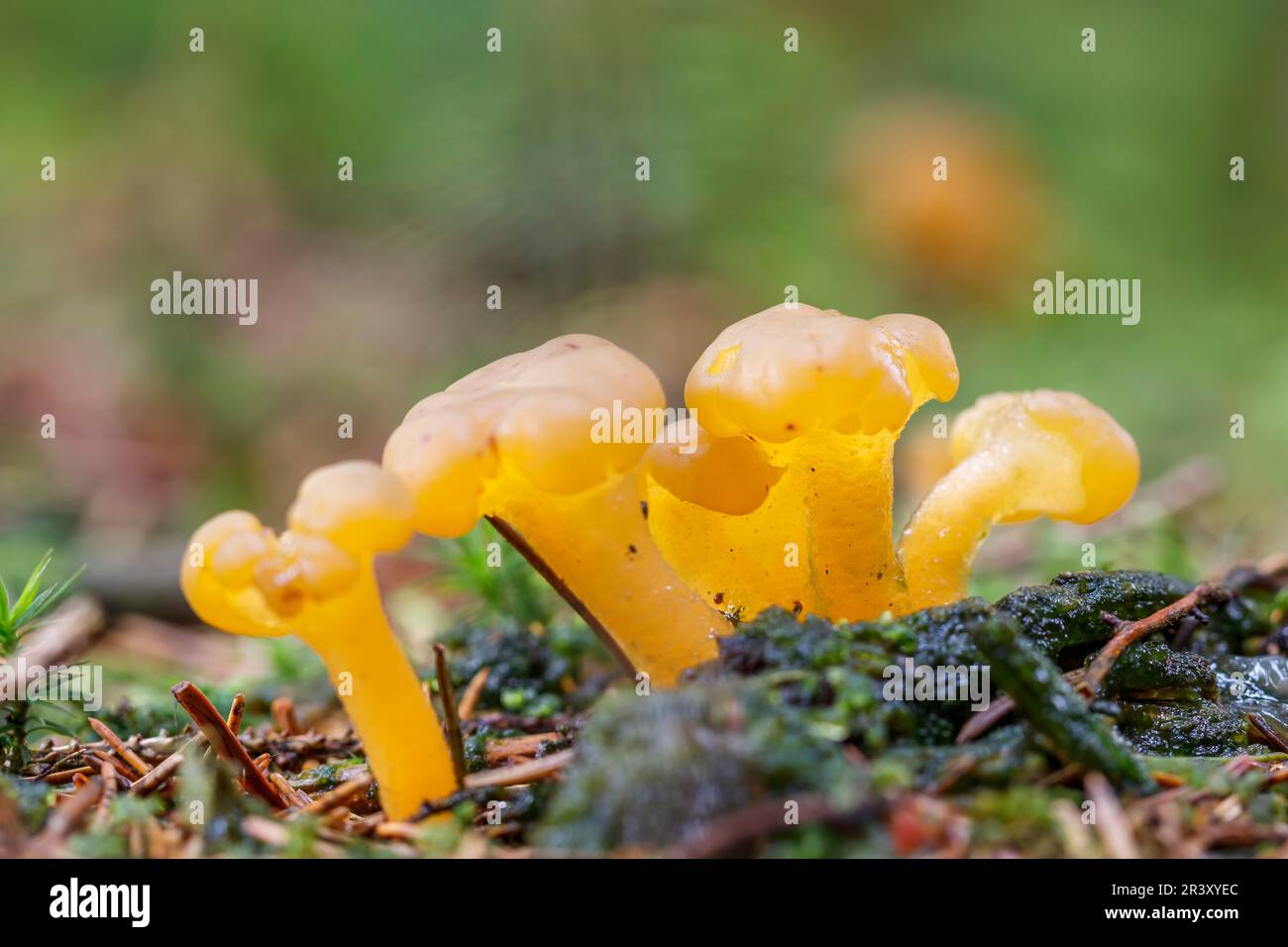 Leotia lubrica, known as Gumdrop fungus, Slippery cap, Jellybaby ...