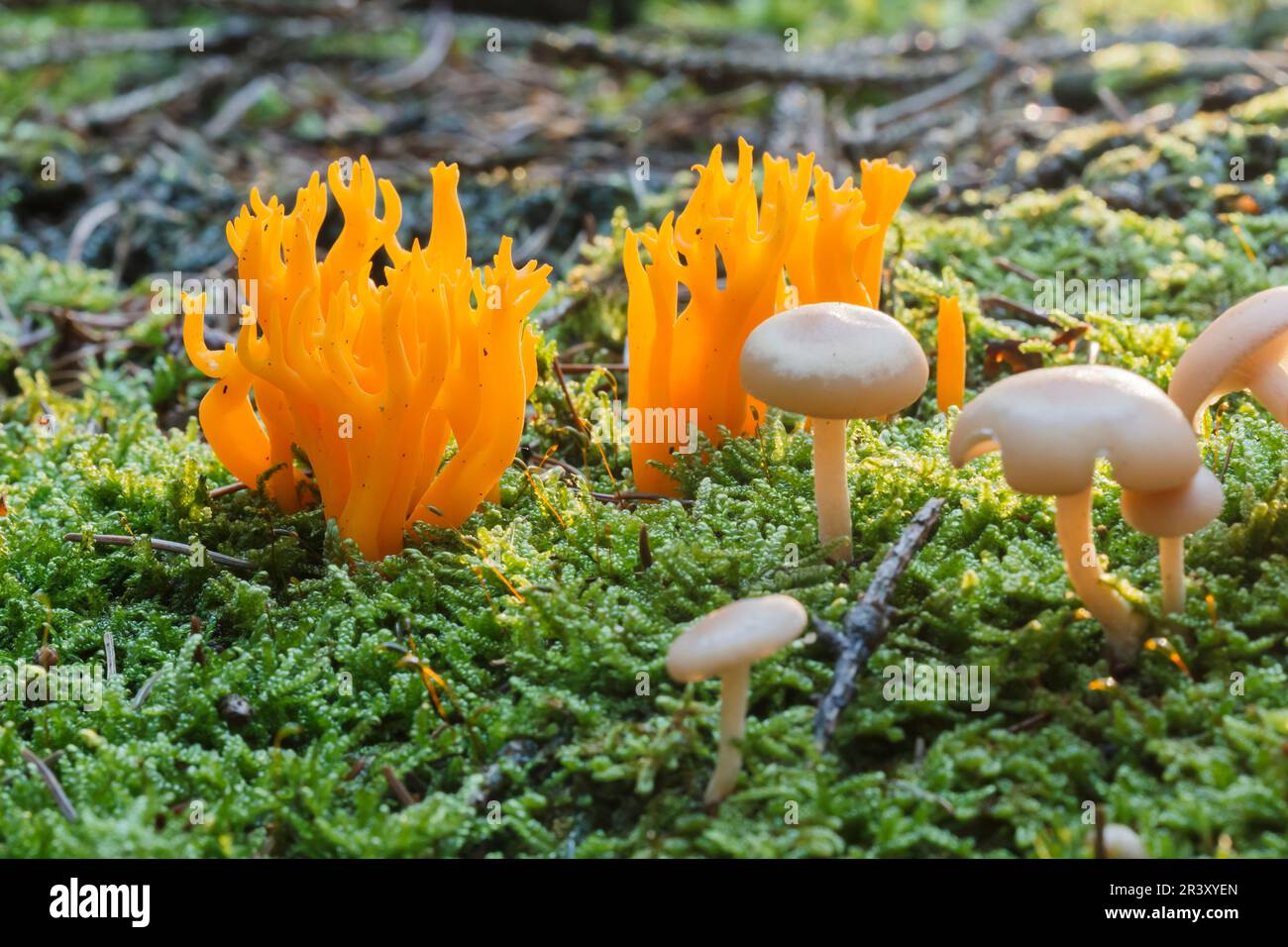 Calocera viscosa, known as the Yellow stagshorn, Stagshorn Stock Photo ...