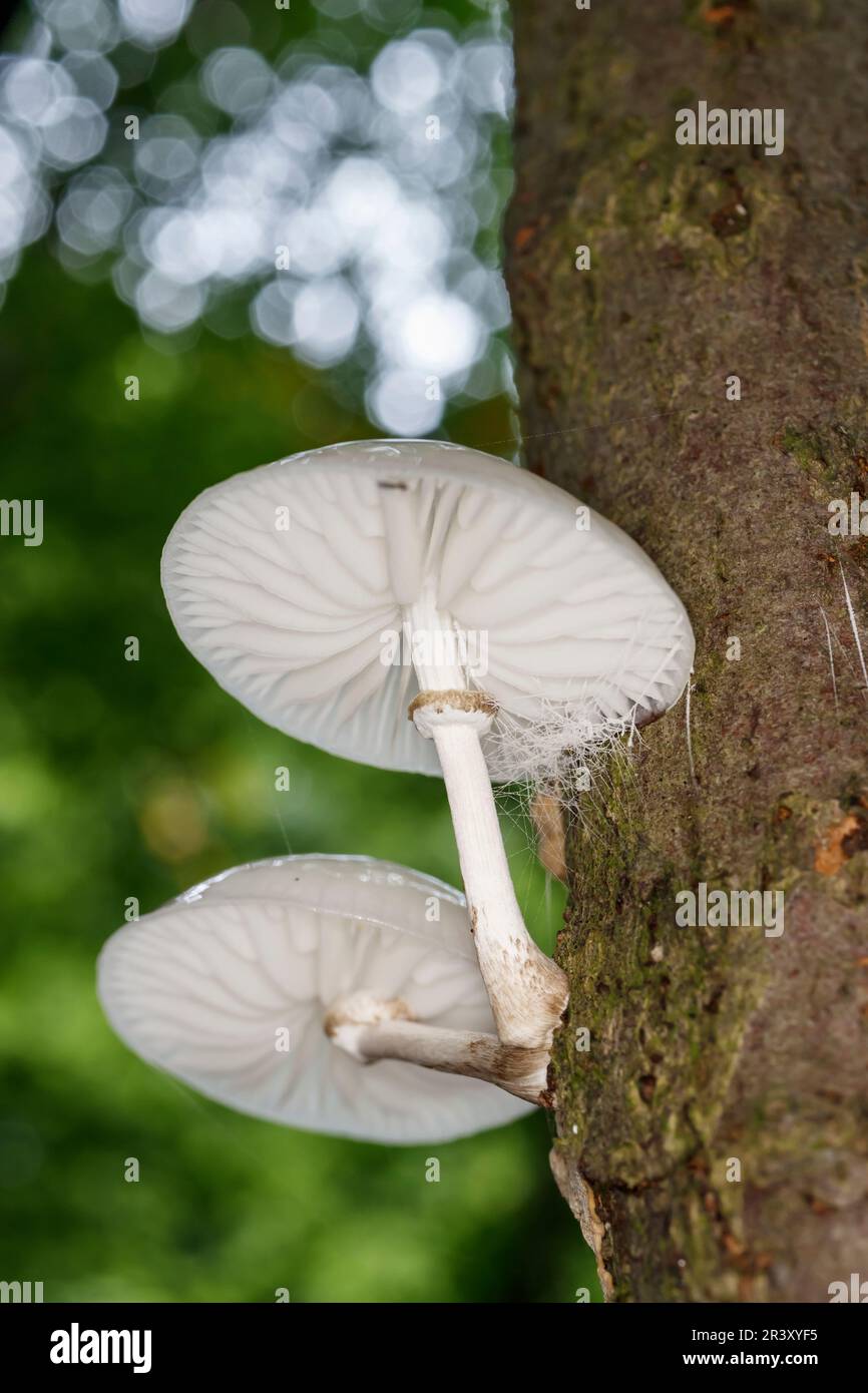 Mucidula mucida, syn. Oudemansiella mucida, known as Porcelain fungus ...