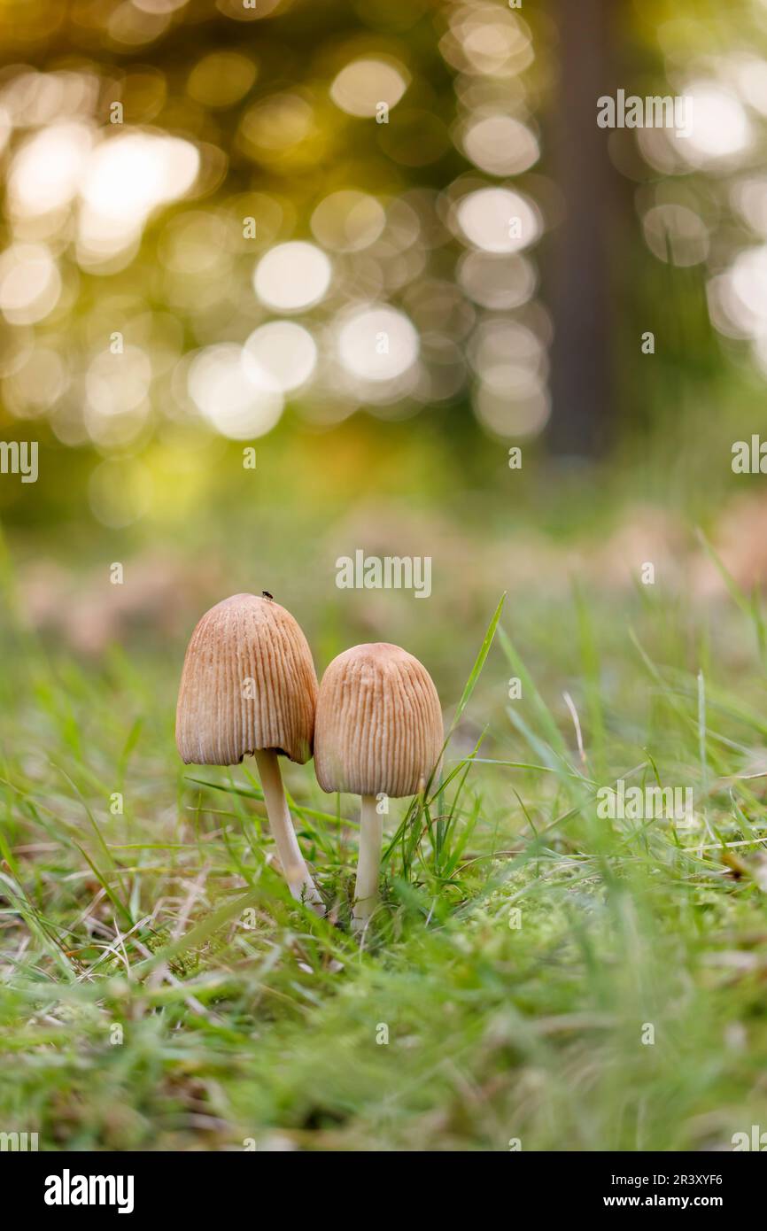 Coprinellus silvaticus (Coprinus silvaticus), mushrooms on a grassland ...