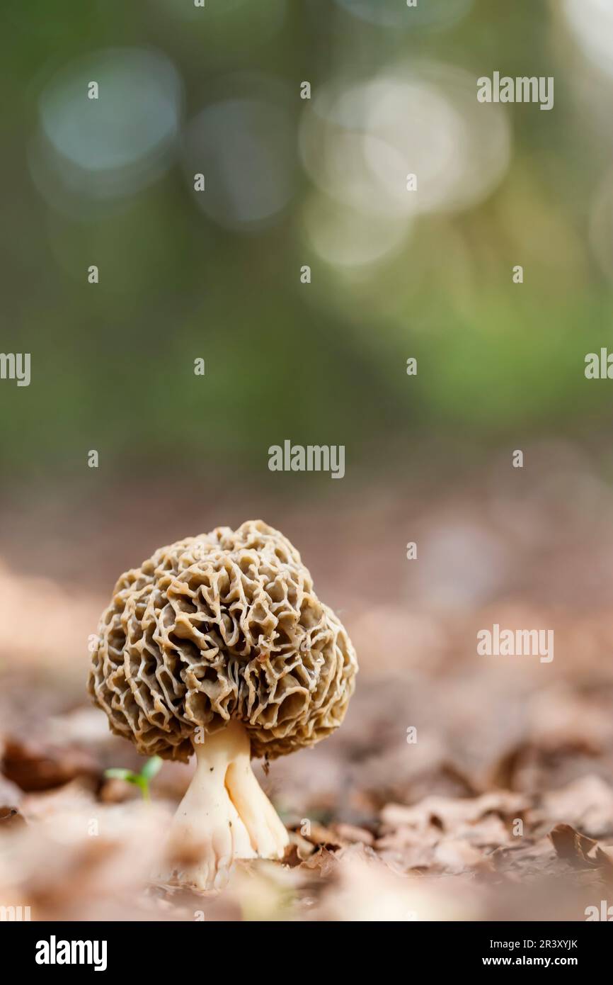 Morchella esculenta, known as Common morel, Yellow morel, True morel ...