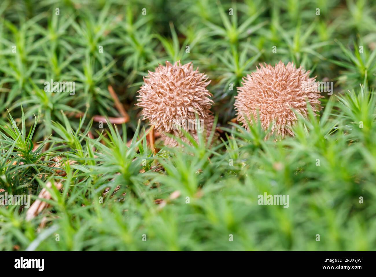Lycoperdon echinatum (Lycoperdon gemmatum), known as Spiny puffball ...