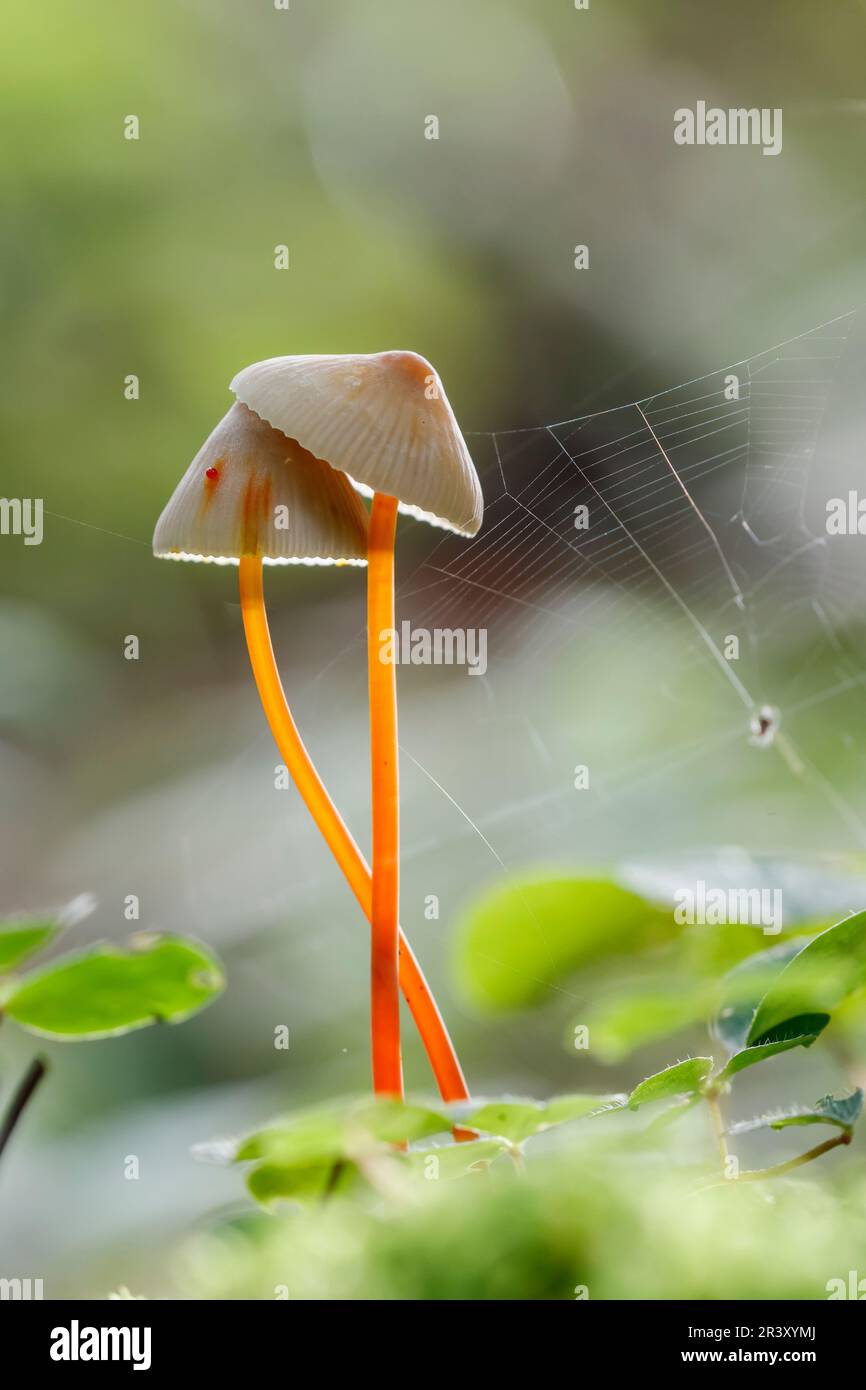 Mycena crocata, known as the Saffrondrop bonnet, Saffon-drop bonnet in ...