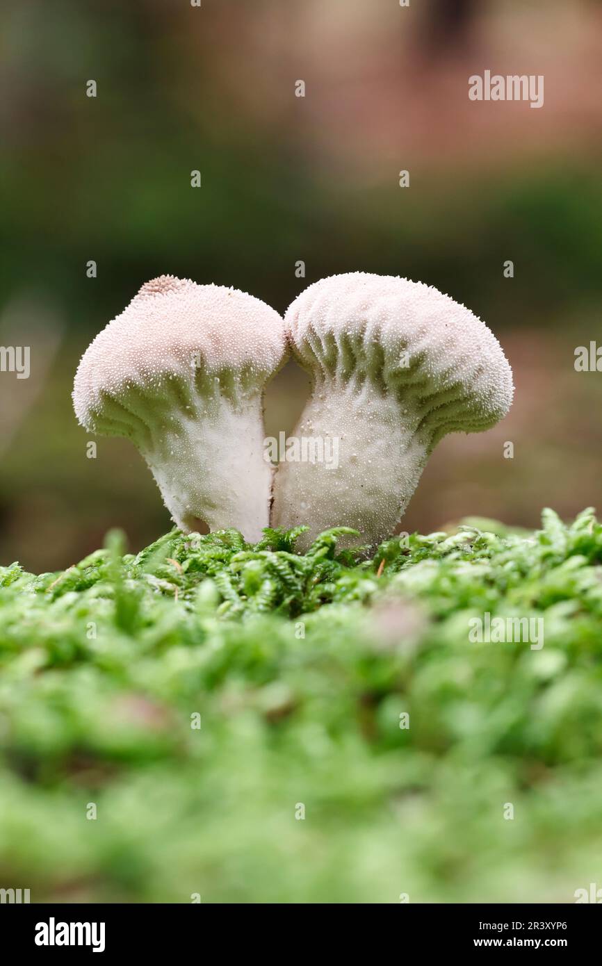 Lycoperdon perlatum, known as Common puffball, Warted puffball, Gem ...