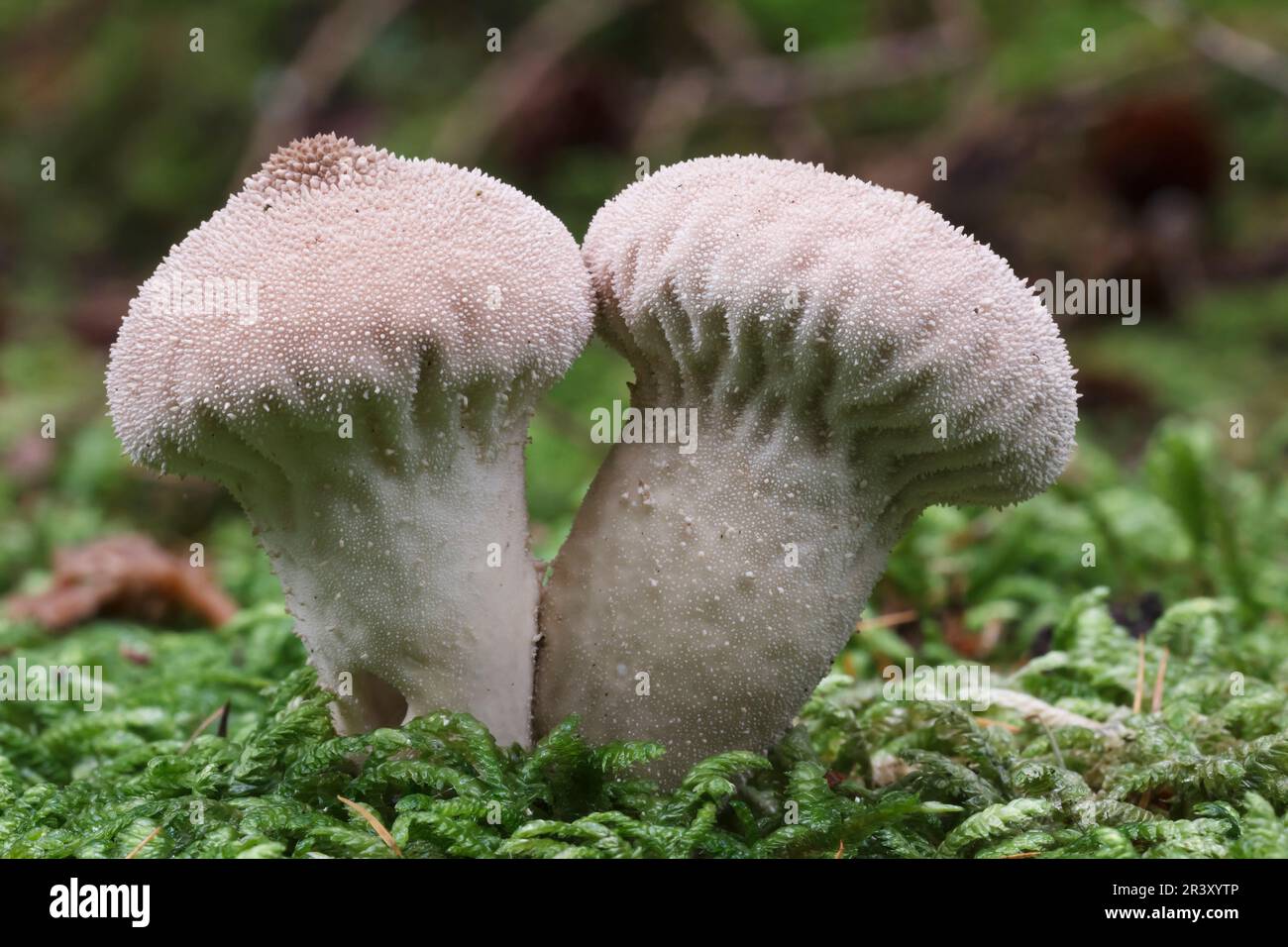 Lycoperdon perlatum, known as Common puffball, Warted puffball, Gem ...