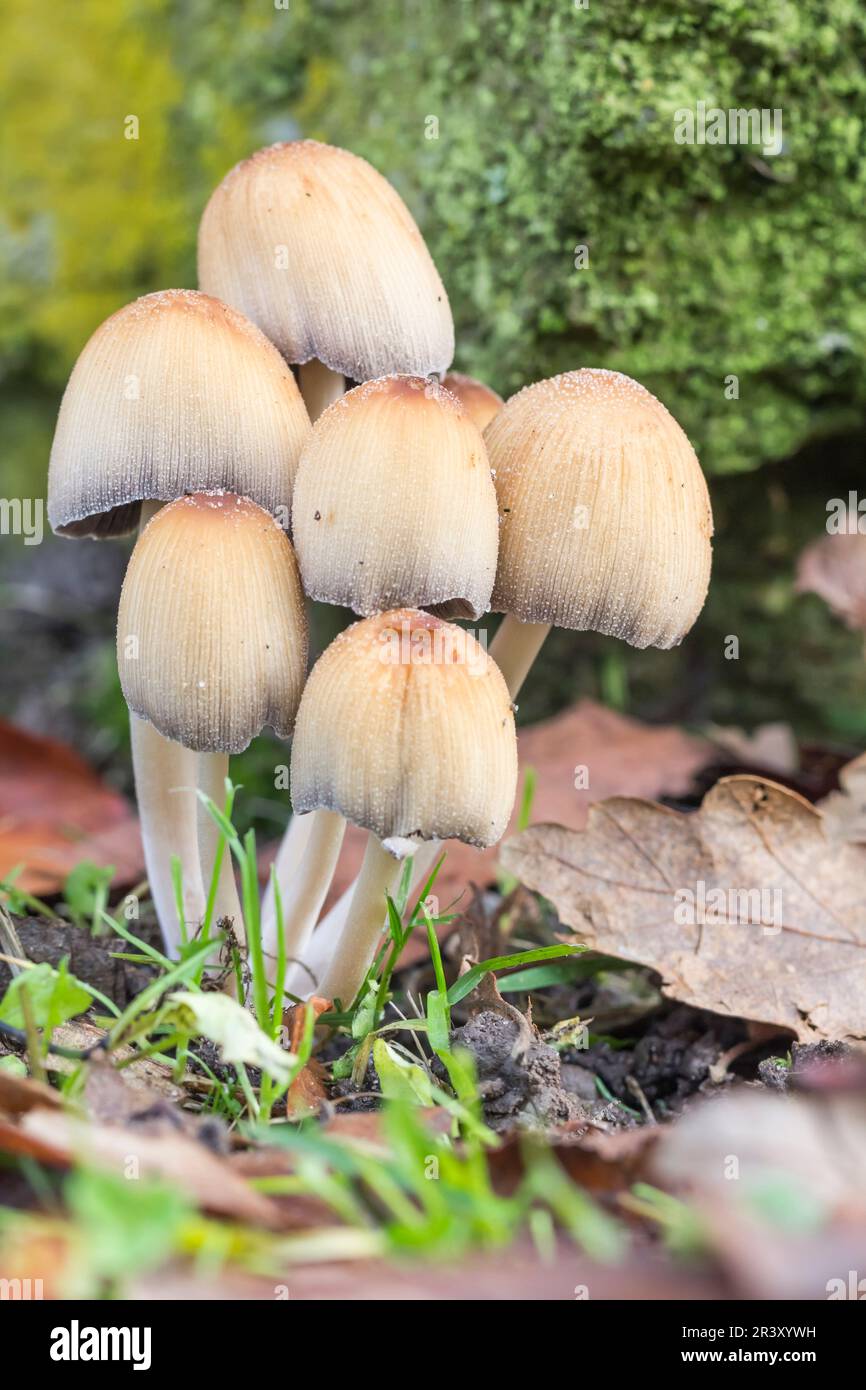 Coprinellus Micaceus Coprinus Micaceus Known As Mica Cap Shiny Cap Glistening Inky Cap