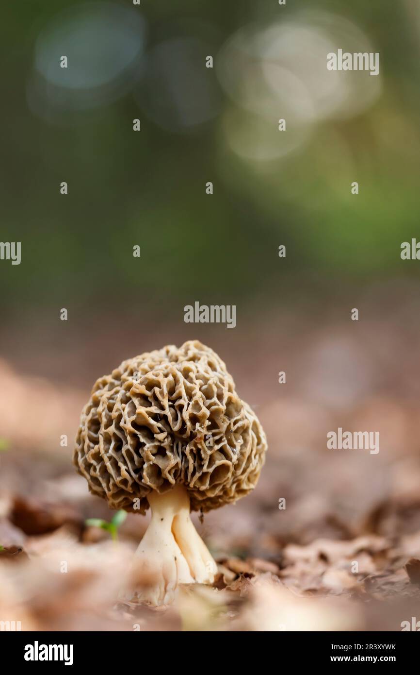 Morchella esculenta, known as Common morel, Yellow morel, True morel ...