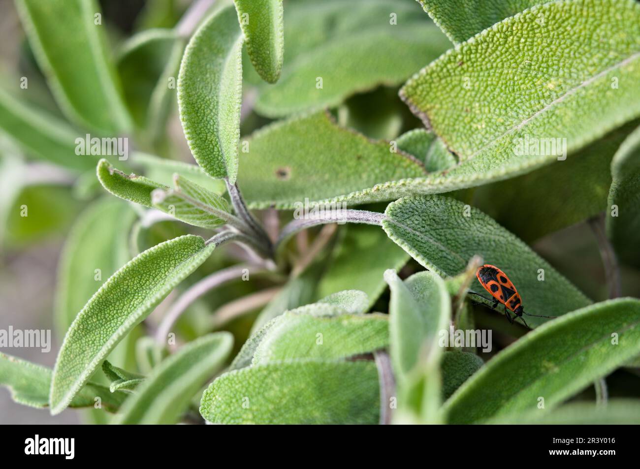 Medical insect hi-res stock photography and images - Alamy