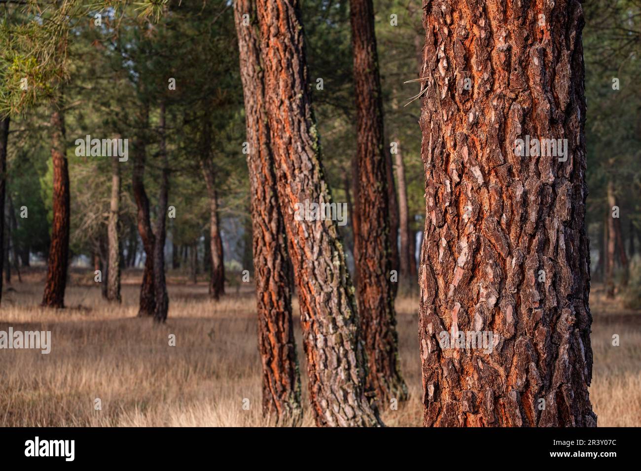 Resin extraction in a Pinus pinaster forest Stock Photo - Alamy