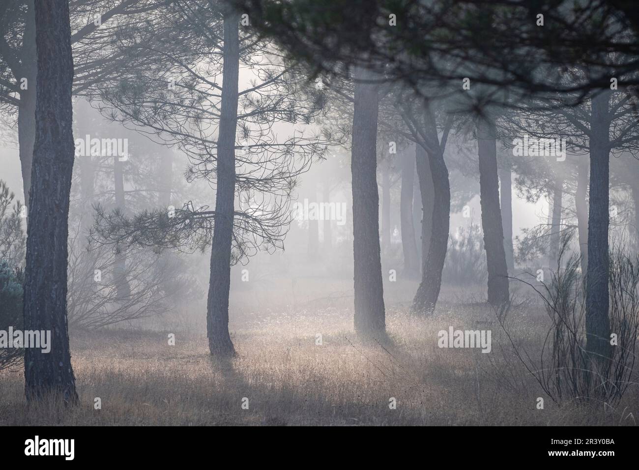 Resin extraction in a Pinus pinaster forest Stock Photo - Alamy