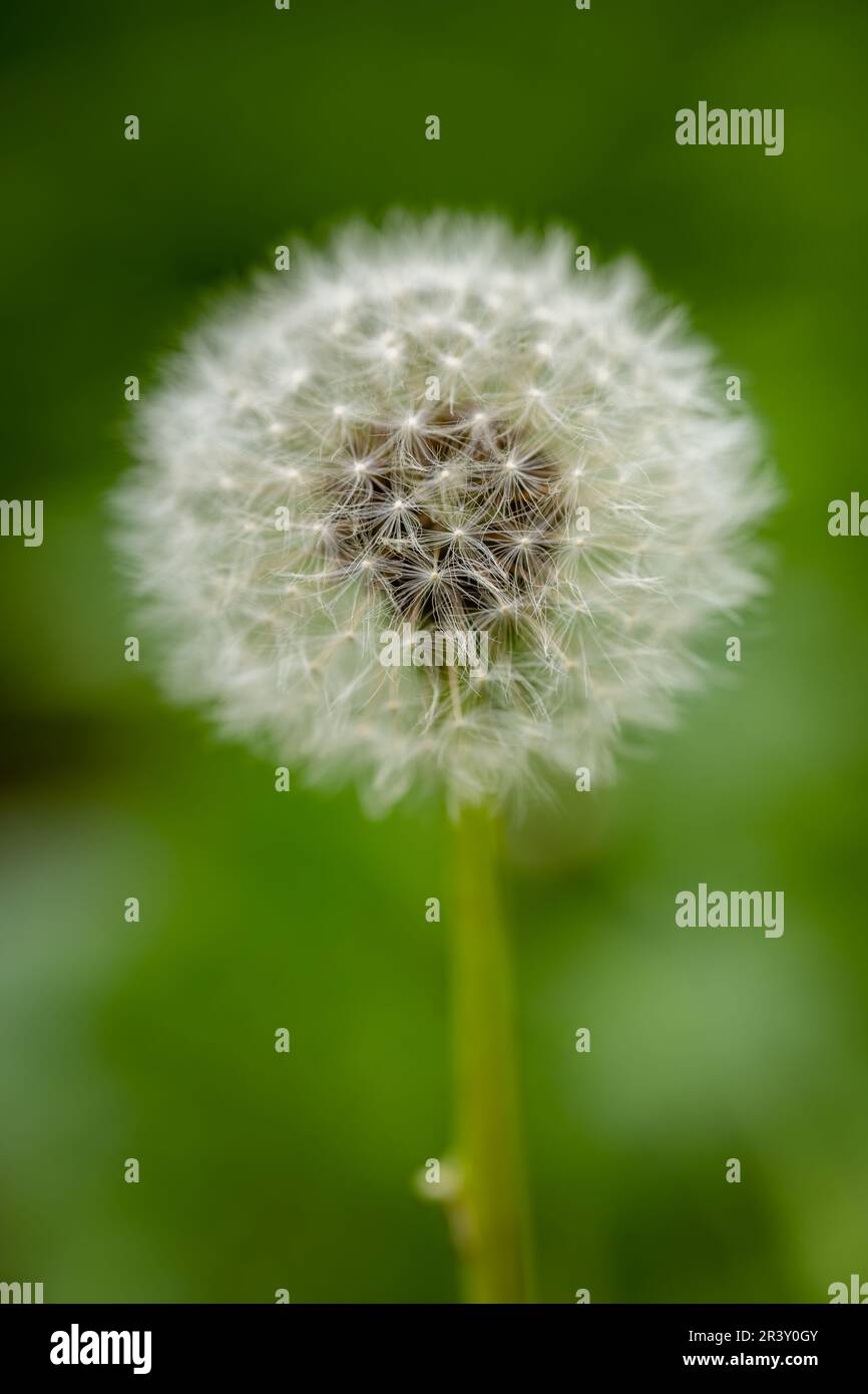 beautiful nature macro photography Stock Photo - Alamy