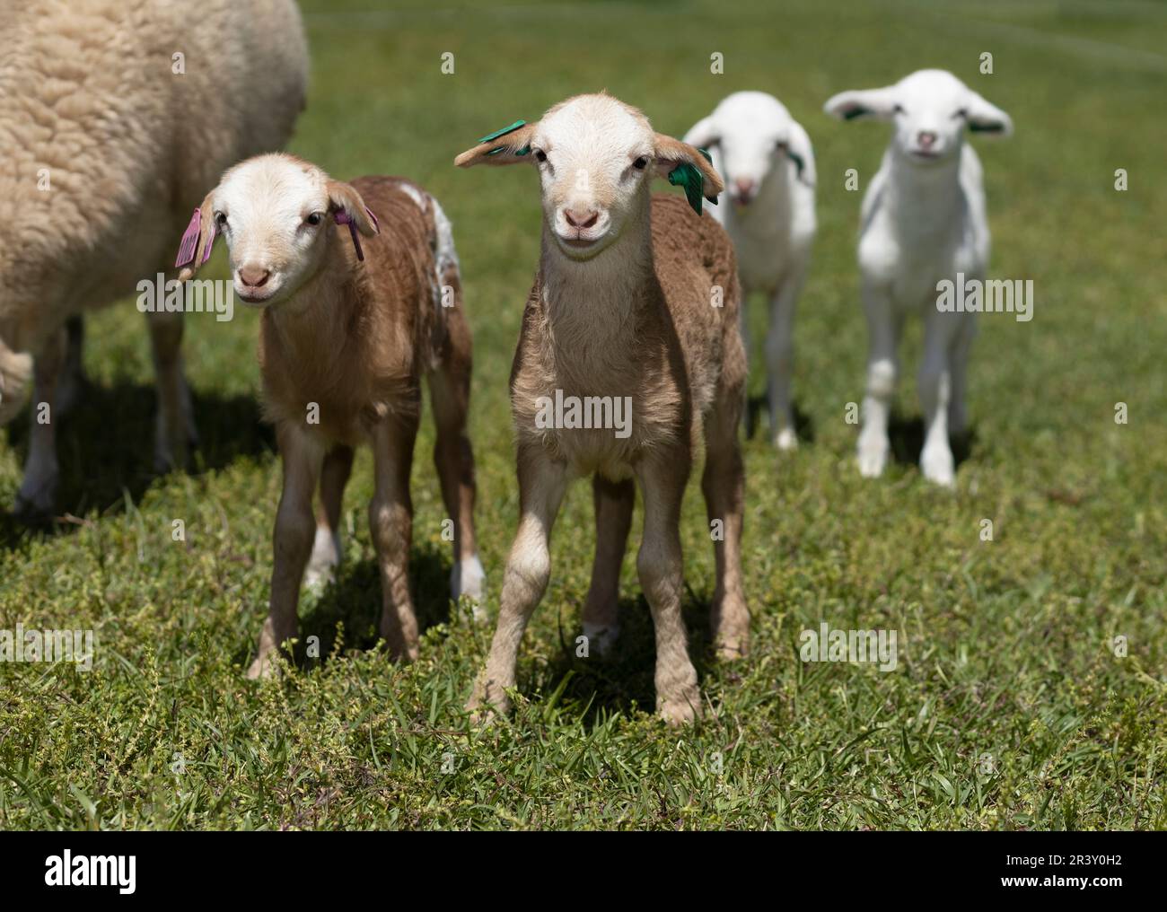Katahdin sheep lambs on farm hi-res stock photography and images - Alamy