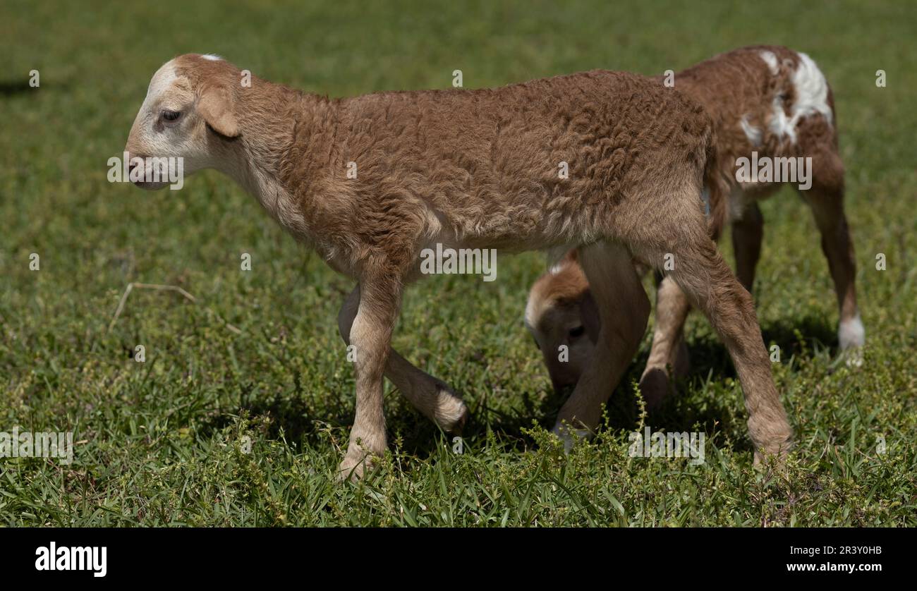 Mouton katahdin hi-res stock photography and images - Alamy