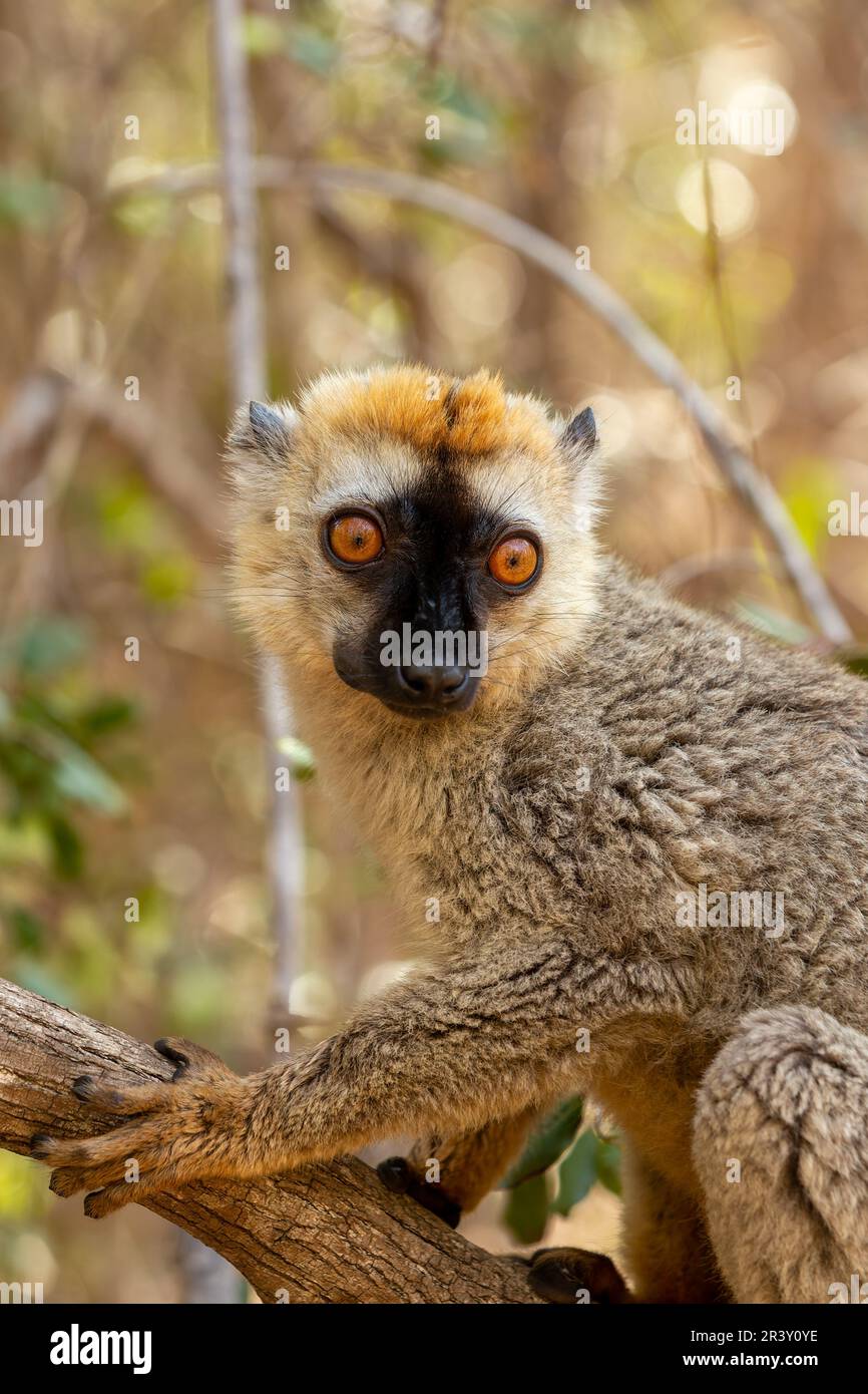 Red Fronted Lemur IUCN Launches Call For Proposals For SOS Lemurs