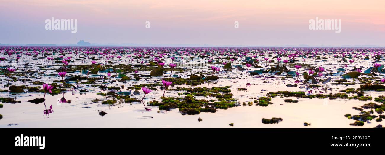 Red Lotus Sea Kumphawapi full of pink flowers in Udon Thani in northern ...