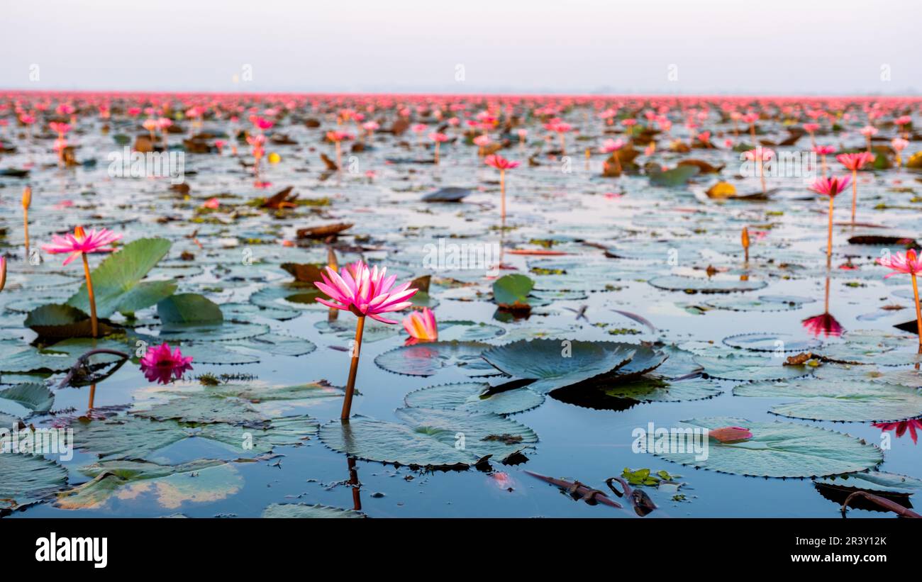 Beautiful Red Lotus Sea Kumphawapi with pink flowers in Udon Thani in ...