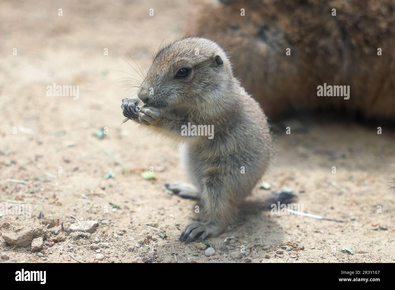 Berlin, Germany. 25th May, 2023. A young prairie dog at Tierpark Berlin ...