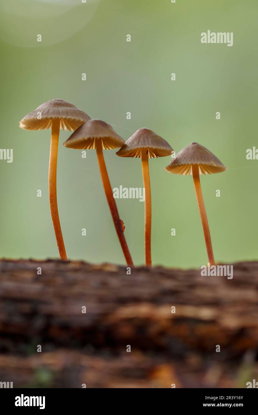 Mycena crocata, known as the Saffrondrop bonnet, Saffon-drop bonnet in ...