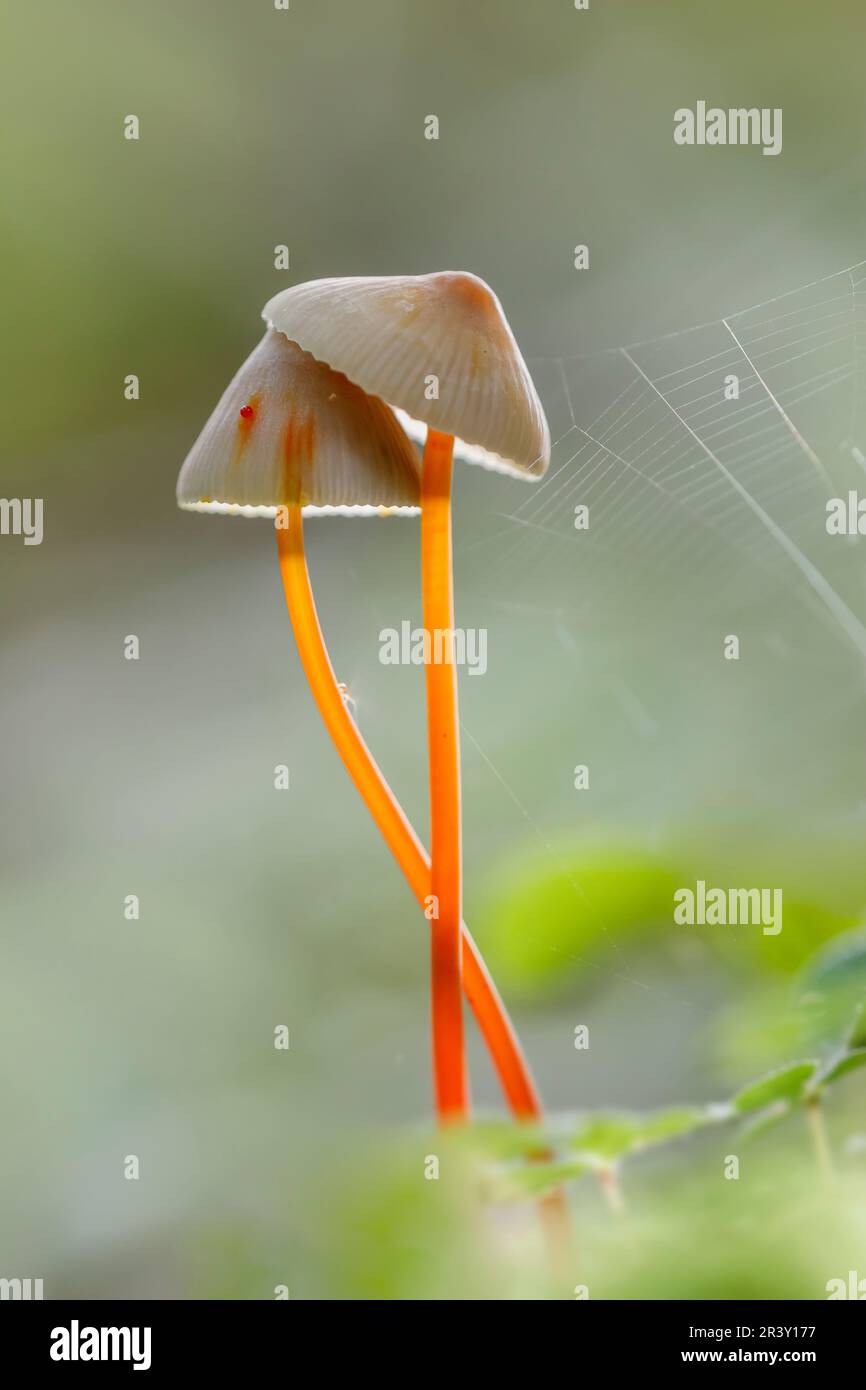 Safranmilchender hi-res stock photography and images - Alamy