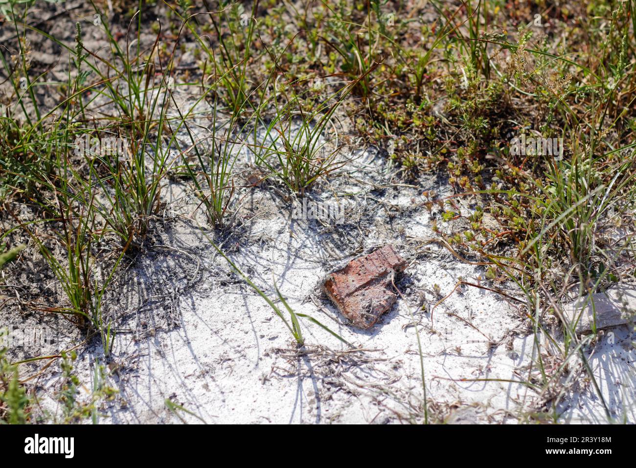 Visible distinction between healthy lawn and chemical burned grass ...