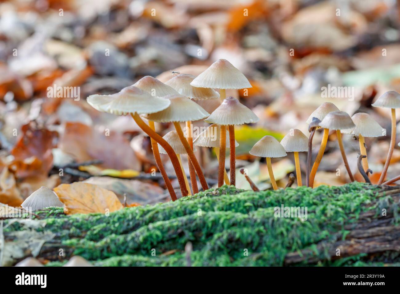 Safranmilchender hi-res stock photography and images - Alamy