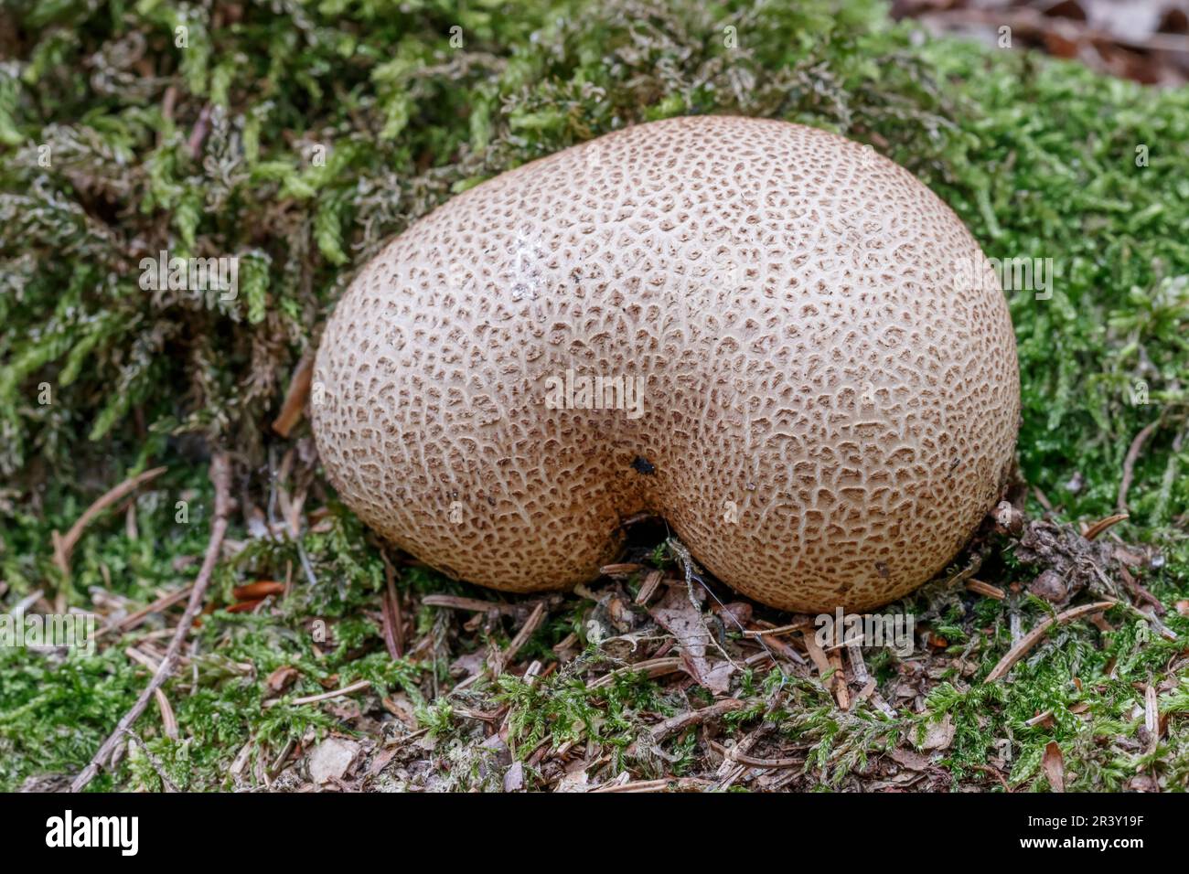 Scleroderma citrinum, known as Common earthball, Pigskin poisen ...