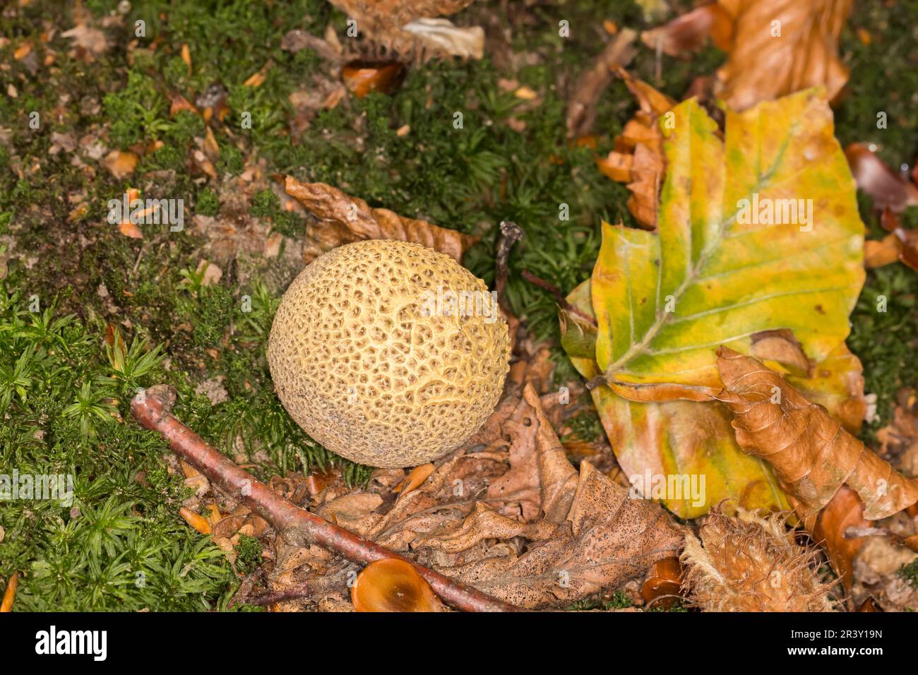 Scleroderma citrinum, known as Common earthball, Pigskin poisen ...