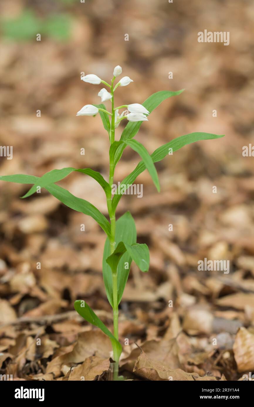 Cephalanthera damasonium, known as the White helleborine Stock Photo ...