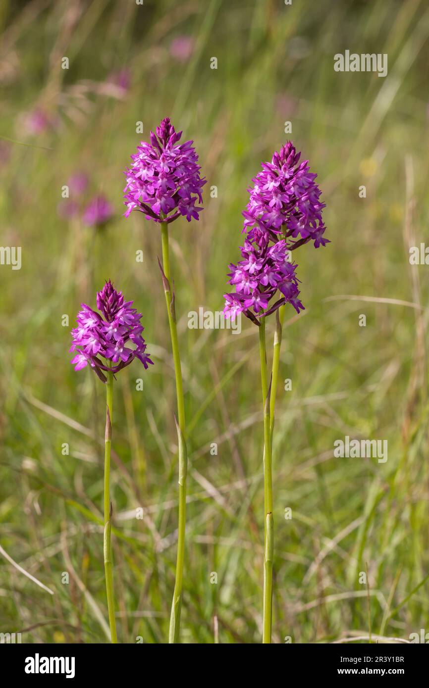 Anacamptis pyramidalis, known as the Pyramidal orchid Stock Photo - Alamy