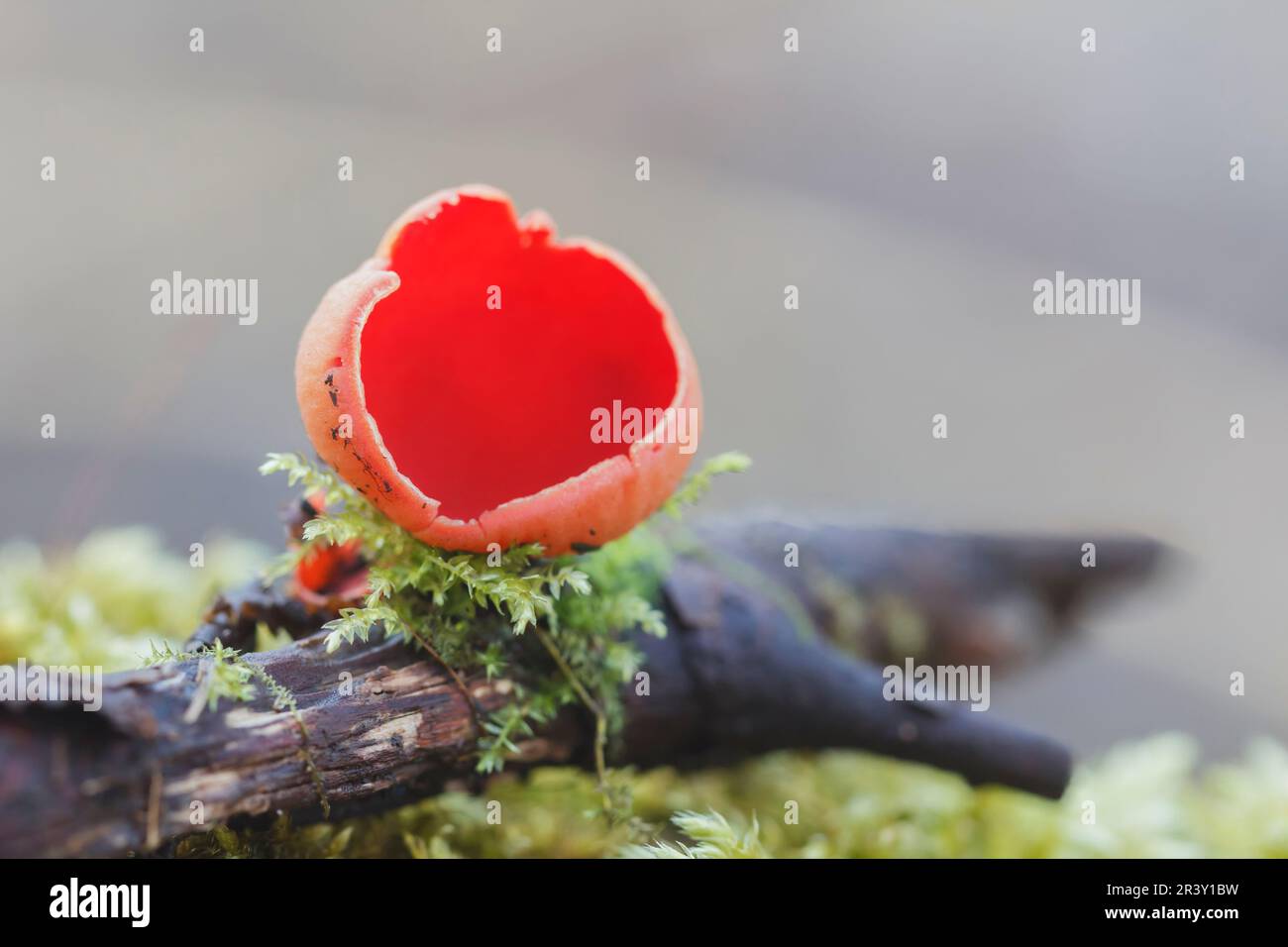 Sarcoscypha coccinea, known as Scarlet elf cup, Scarlet cup, Scarlet ...