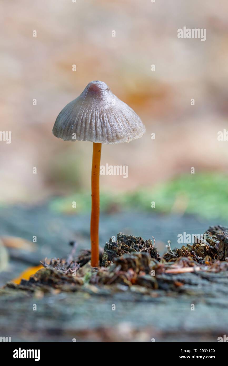 Safranmilchender hi-res stock photography and images - Alamy
