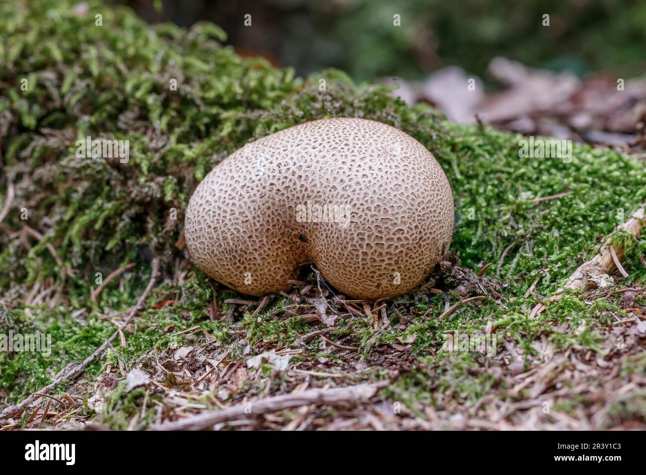 Scleroderma citrinum, known as Common earthball, Pigskin poisen ...