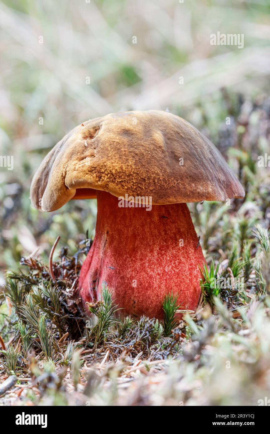Luridiformis), known as Dotted stem bolete, Dotted-stem bolete ...