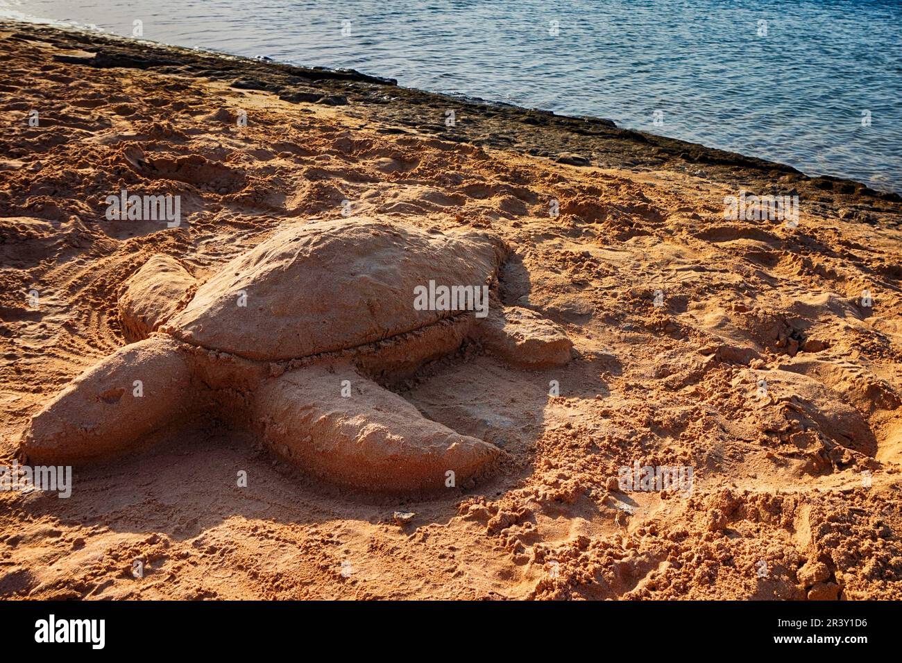 turtle from the sand on the beach Stock Photo - Alamy