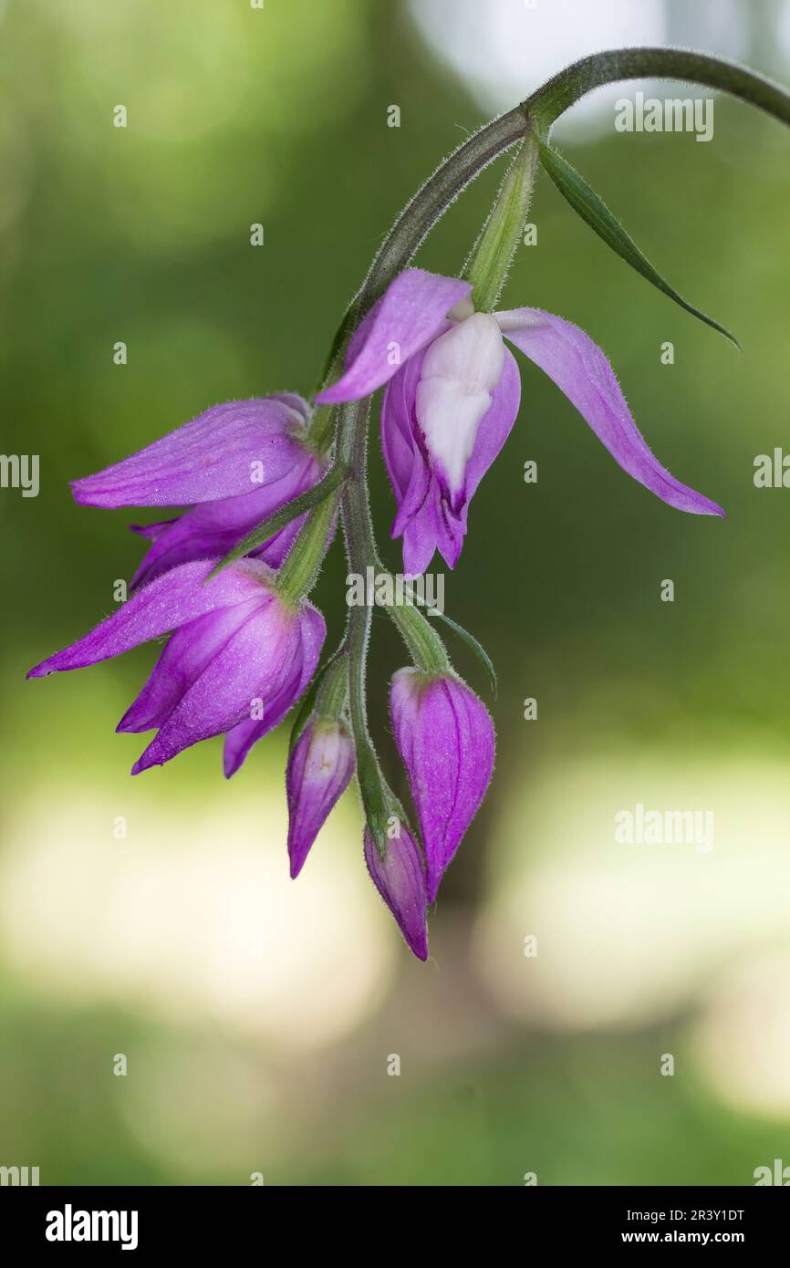 Cephalanthera rubra, known as the Red helleborine Stock Photo - Alamy